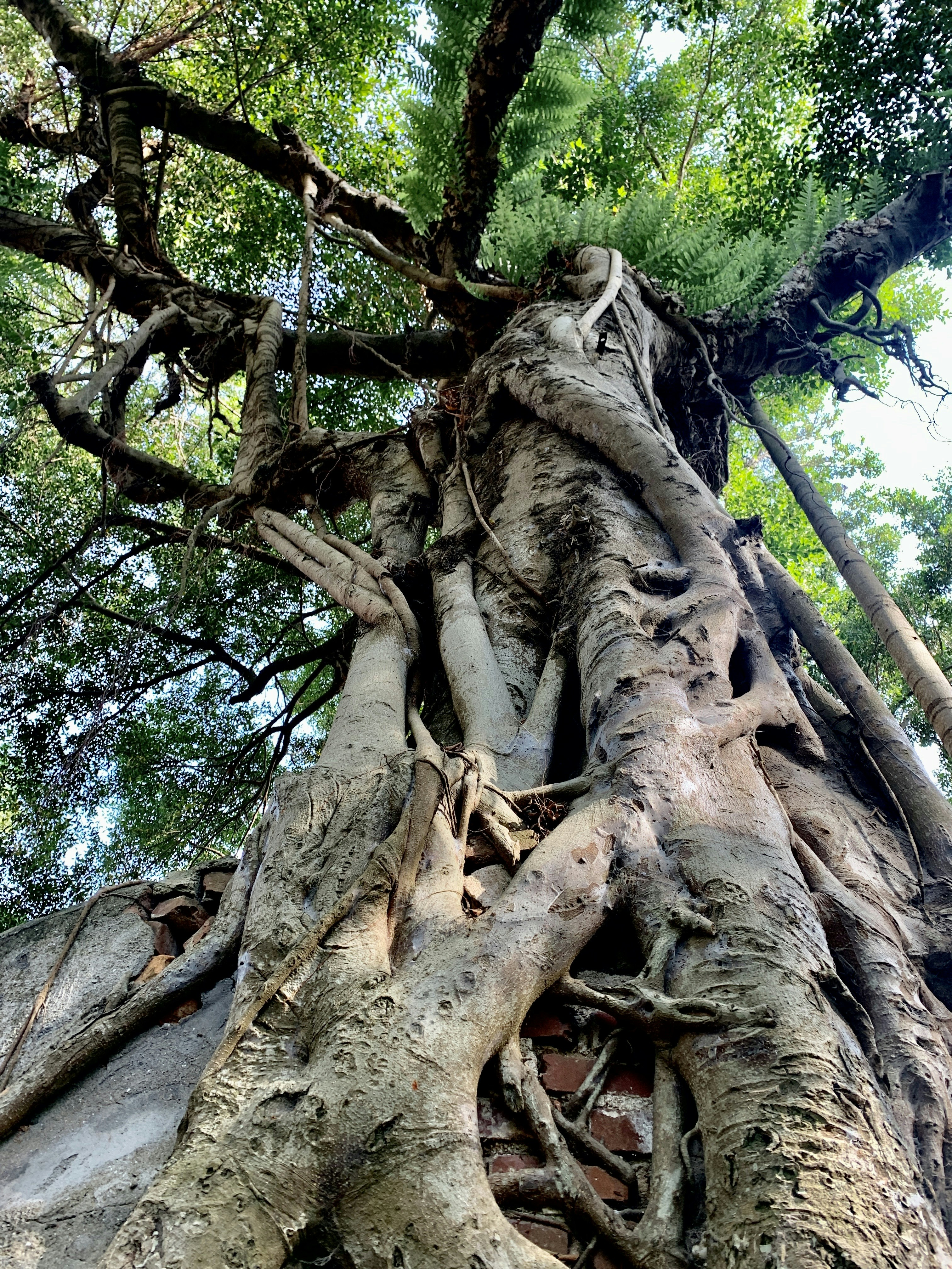 A very large tree with a very long trunk photo – Free Gulangyu Image on ...