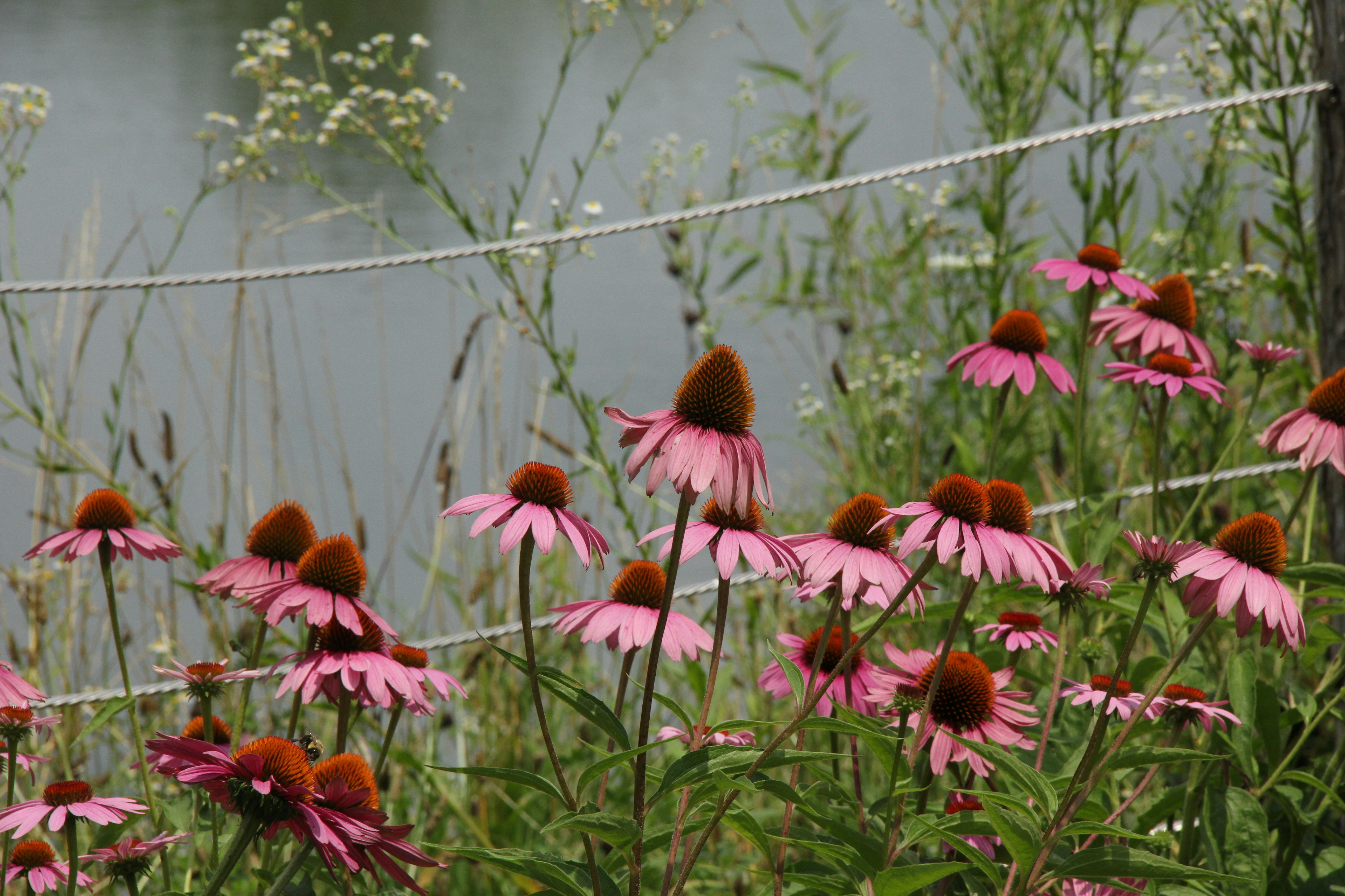 Riverside Pink Coneflowers Framed by a Weathered Rope Fence