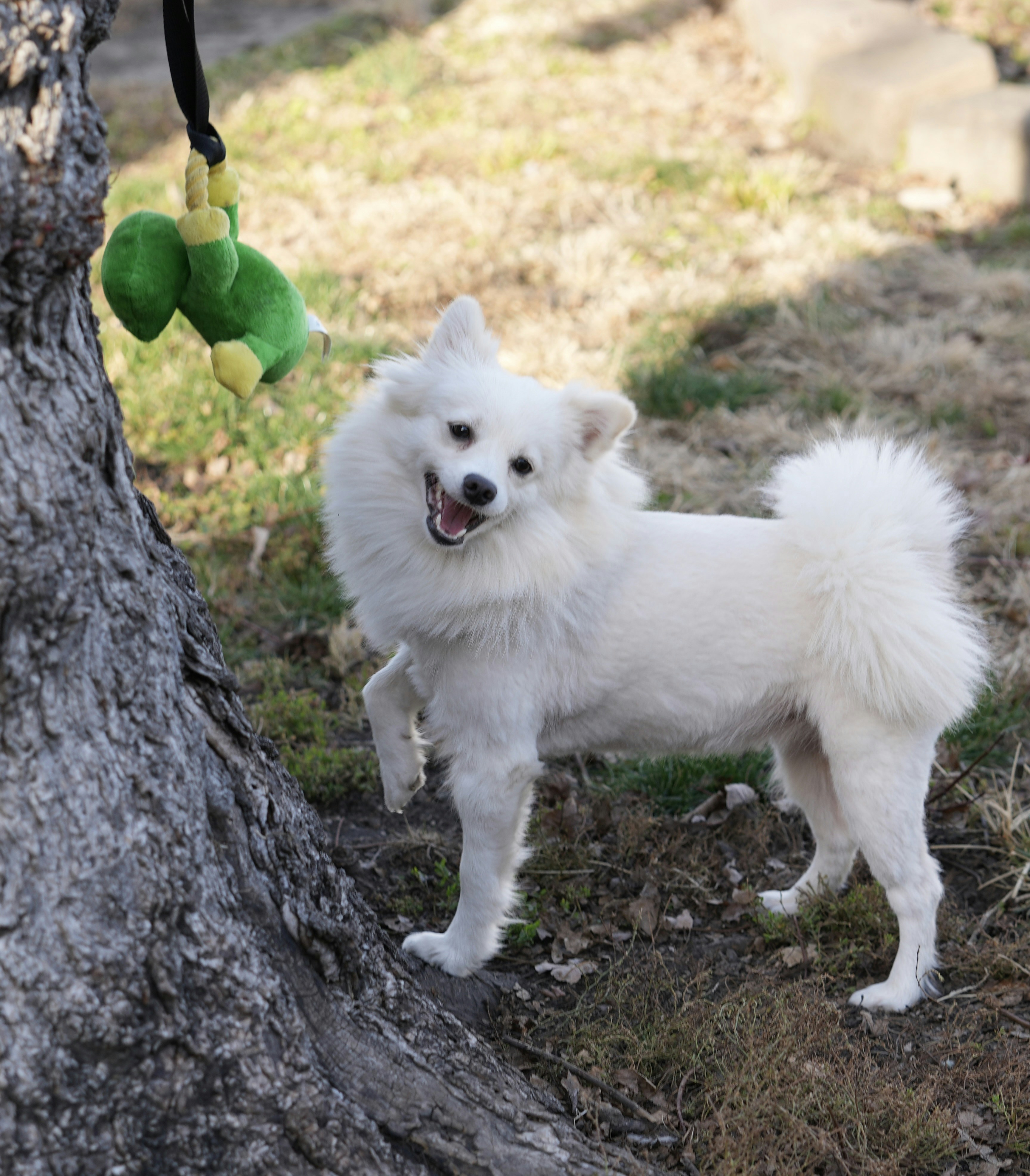 Happy fluff at the base of an old tree with a hanging green toy