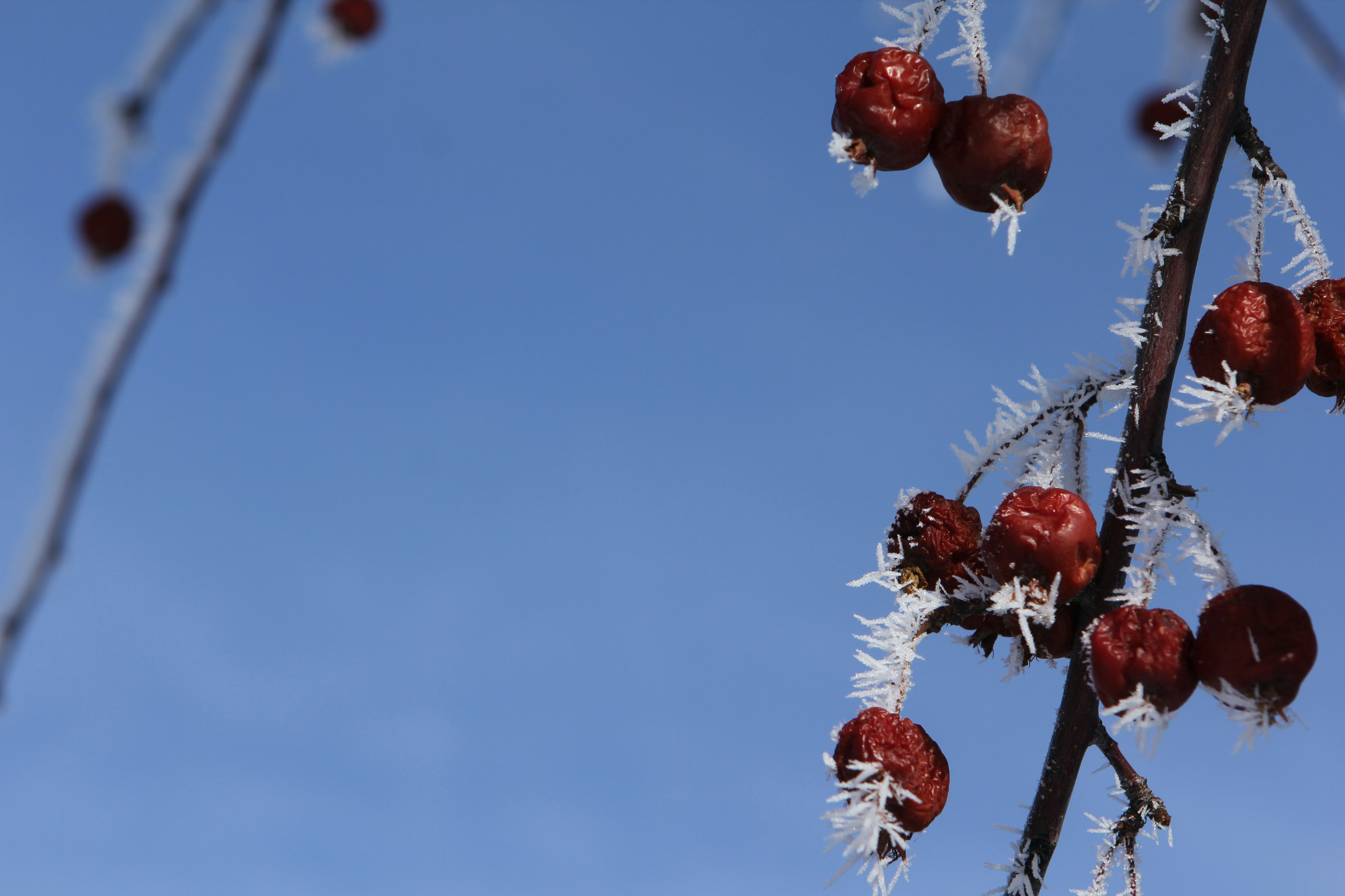Frost-kissed Berries Against a Pristine Winter Sky
