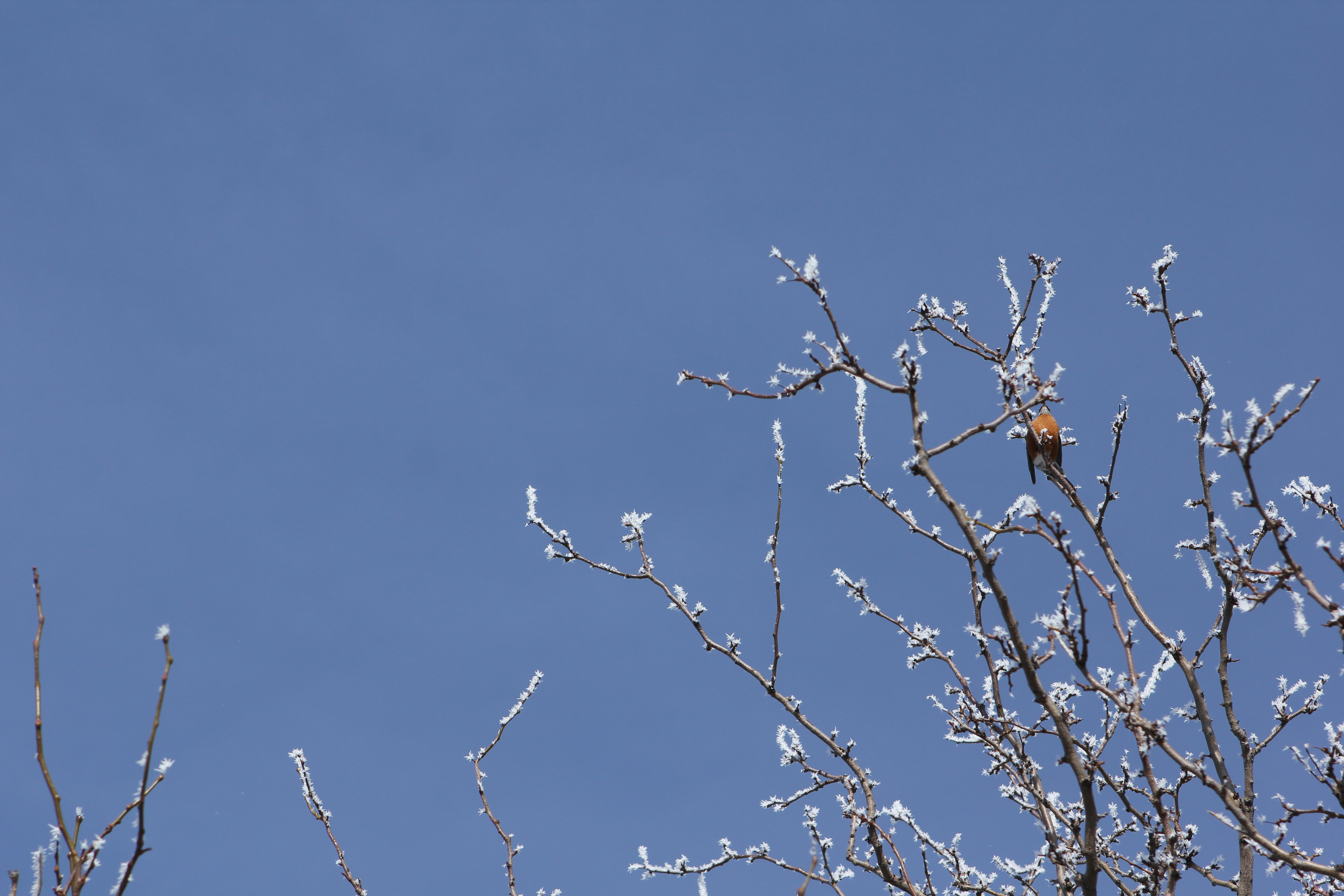 Winter Respite: A solitary bird on frost-kissed branches under a sapphire sky