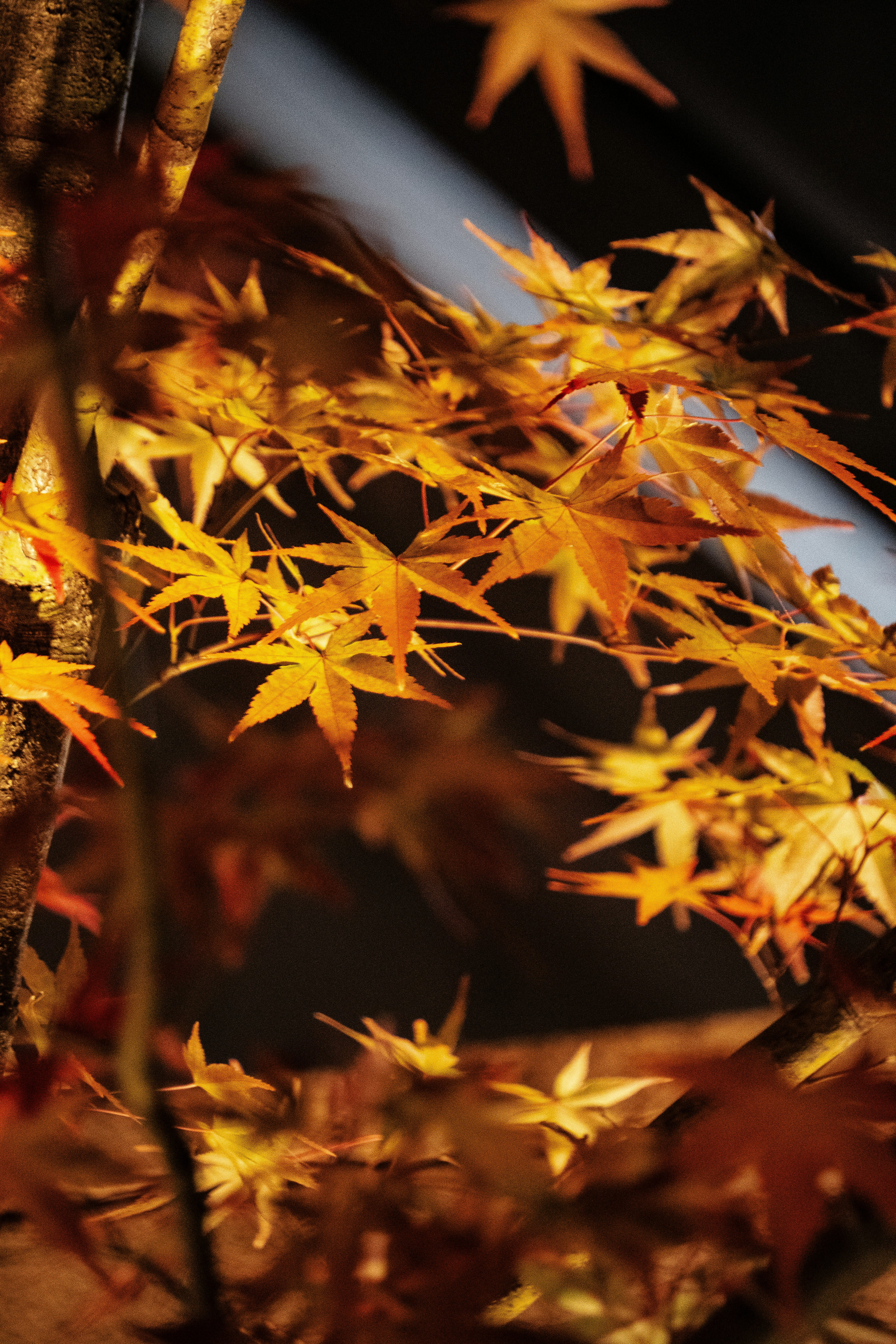 Ember Canopy: Close-Up of Autumn Maple Leaves in Velvet Night
