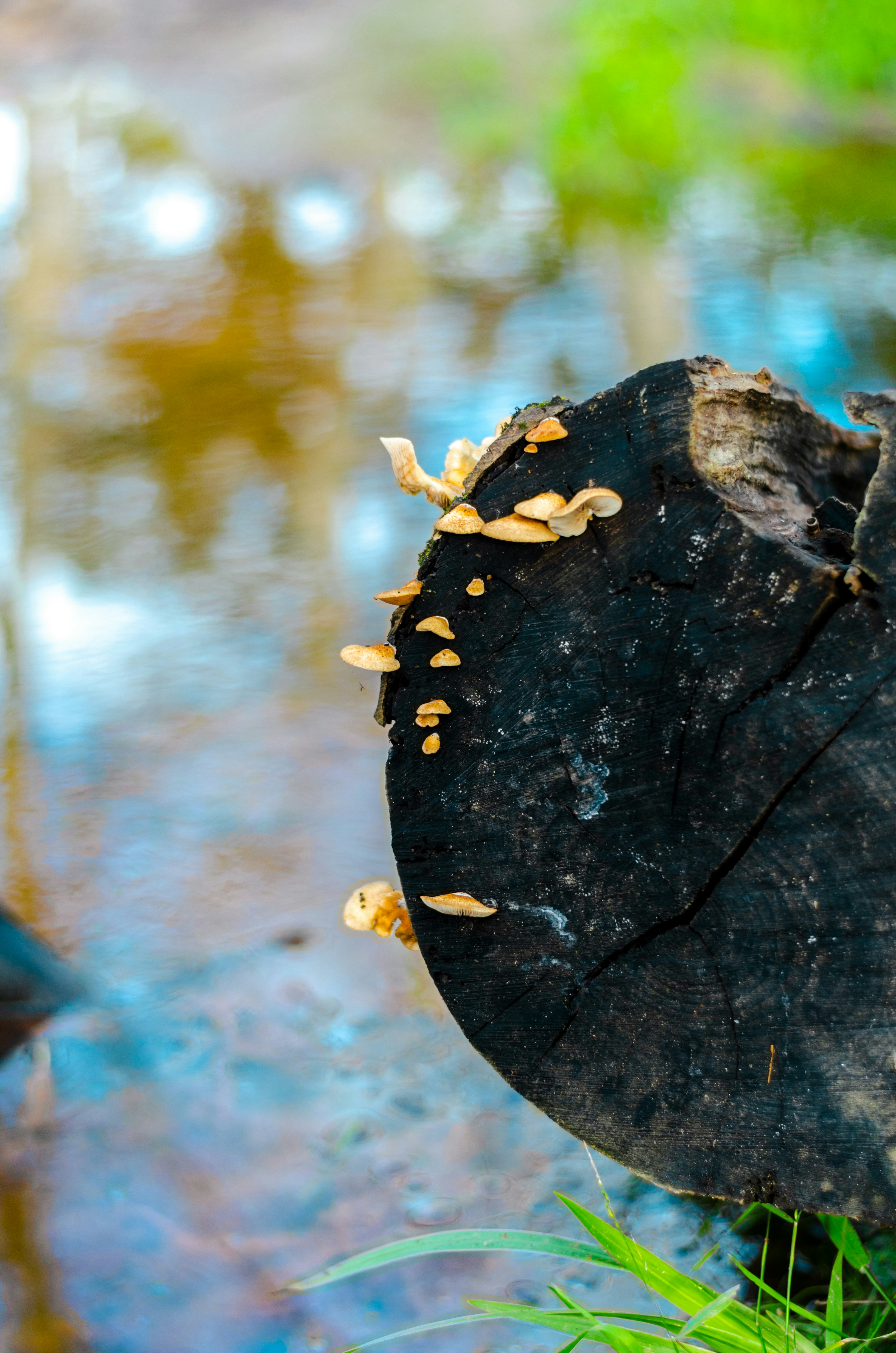 Edge-bound Mushrooms: Tiny Shelf Fungi Cling to a Weathered Log by a Quiet Pond