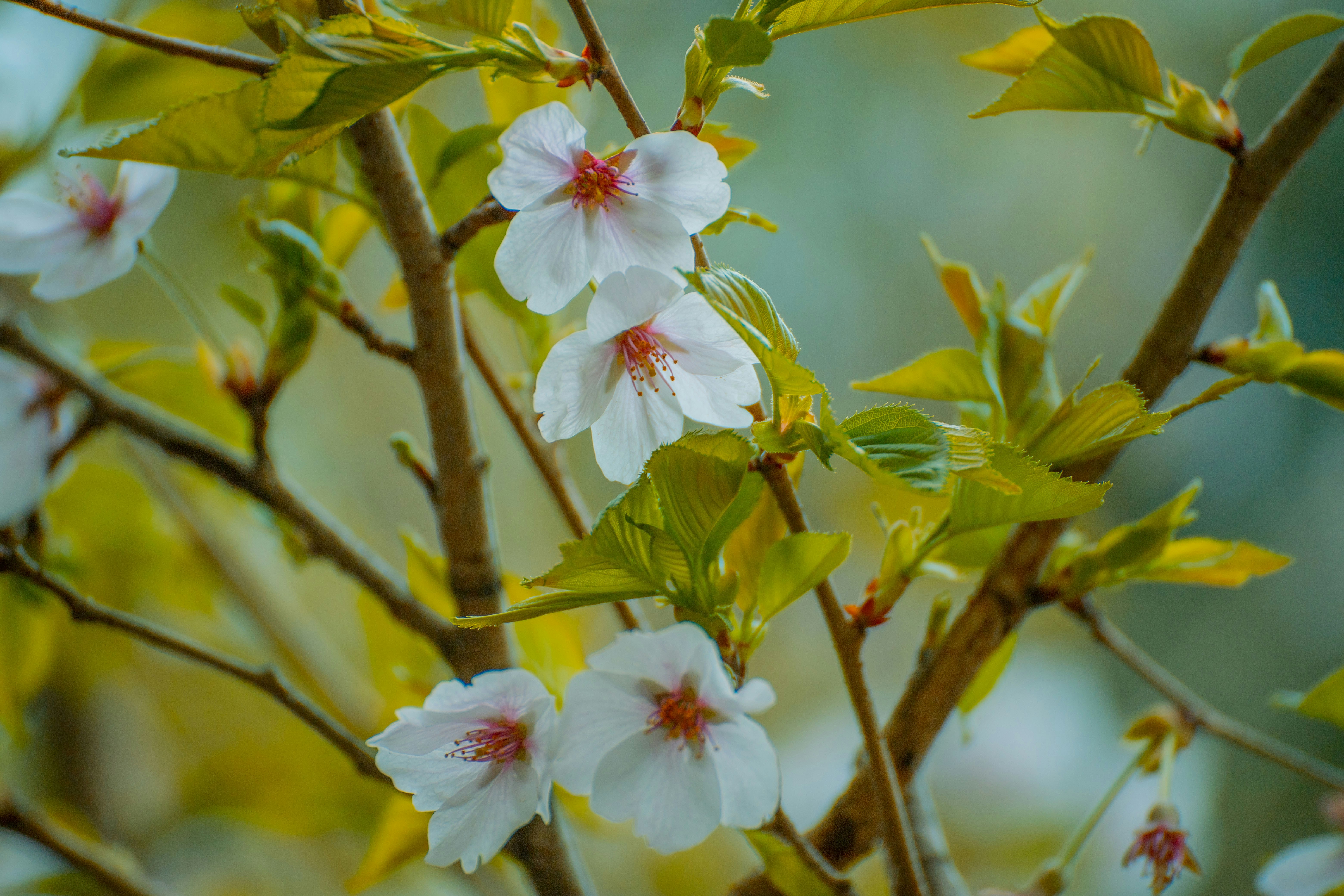 Sunlit Dogwood in Spring: Delicate White Blooms on a Fresh Green Stage
