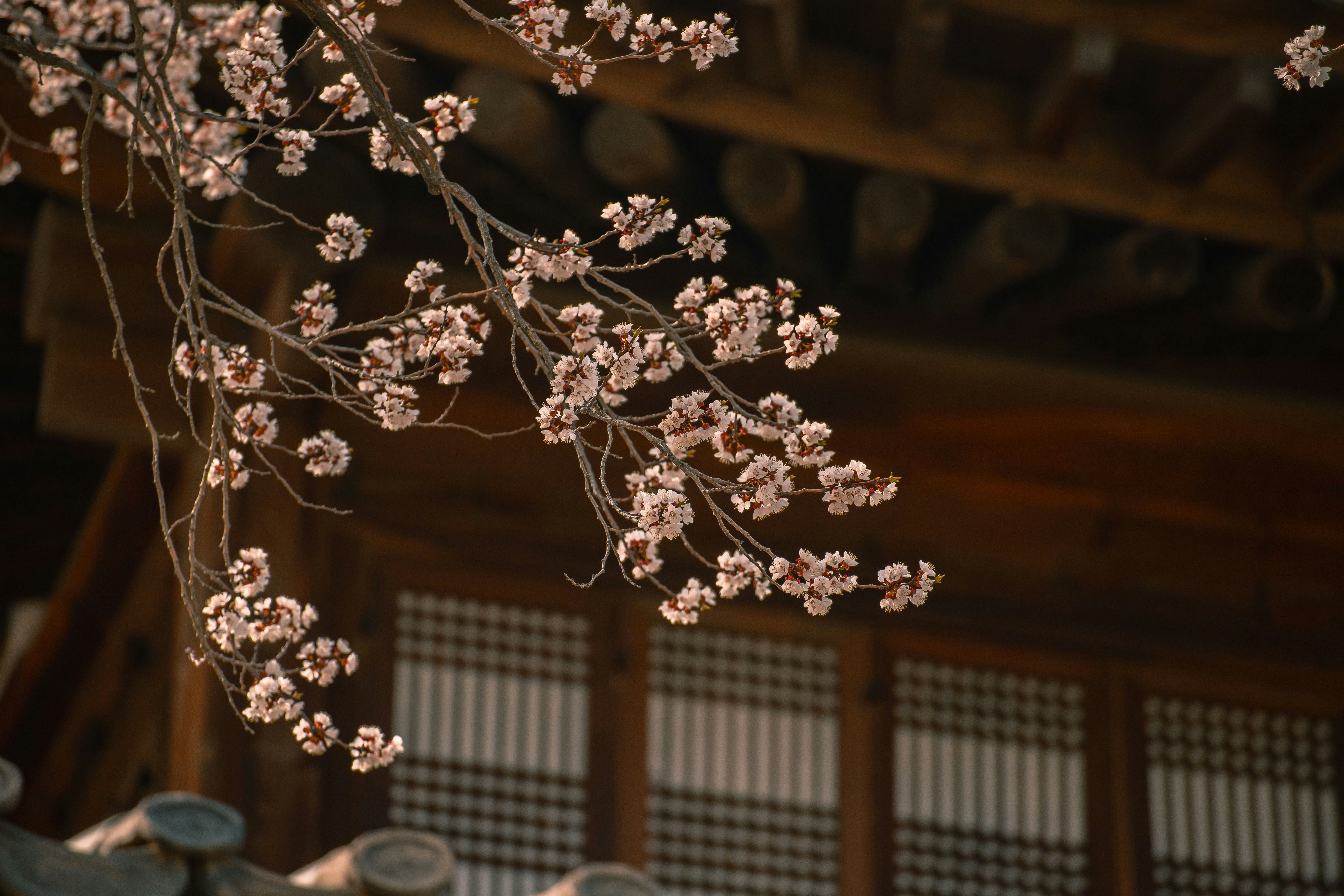 Cherry Bloom Framing a Quiet Shrine Facade