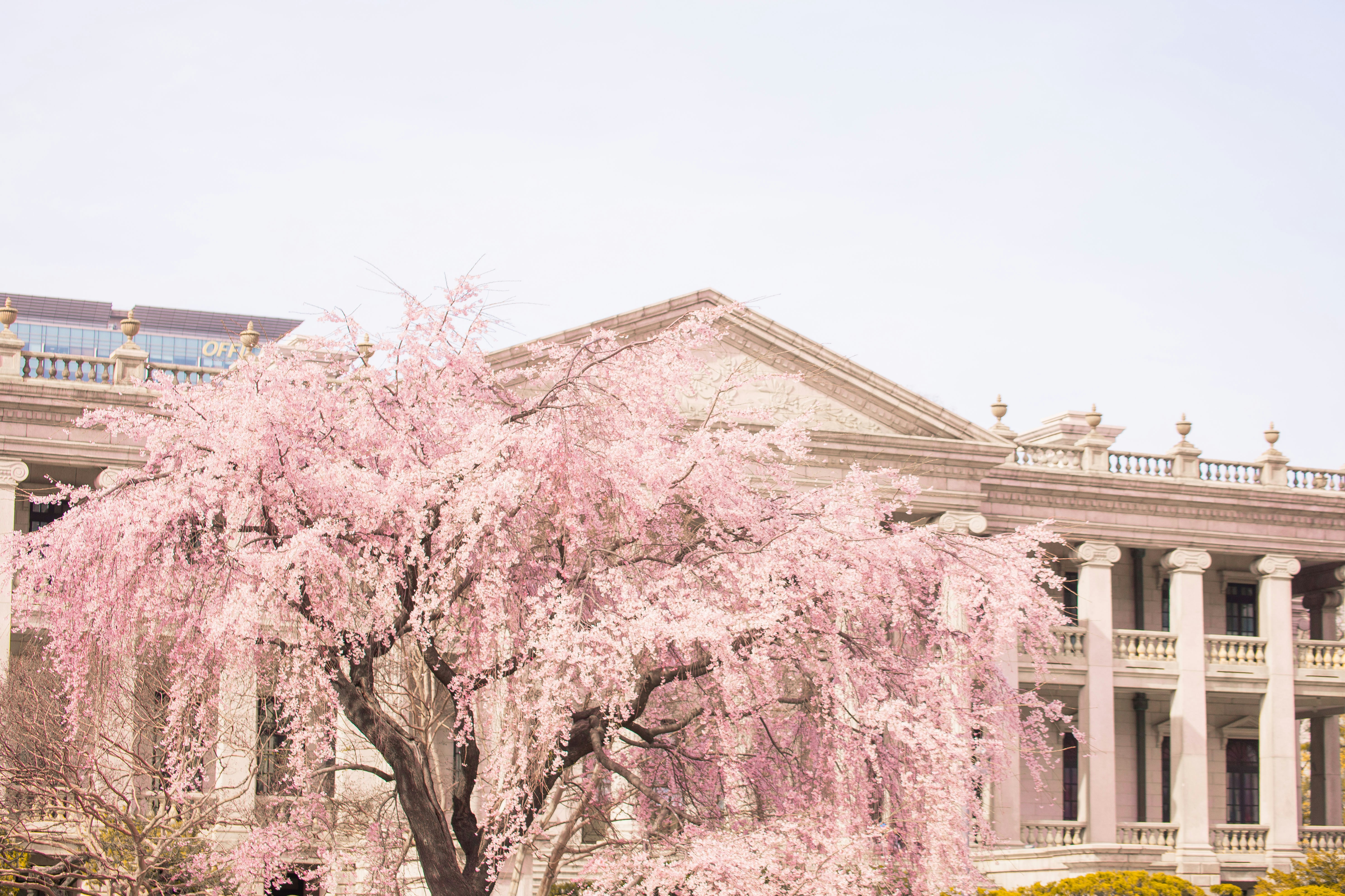 Cherry Blossom Cascade Before a Neoclassical Facade