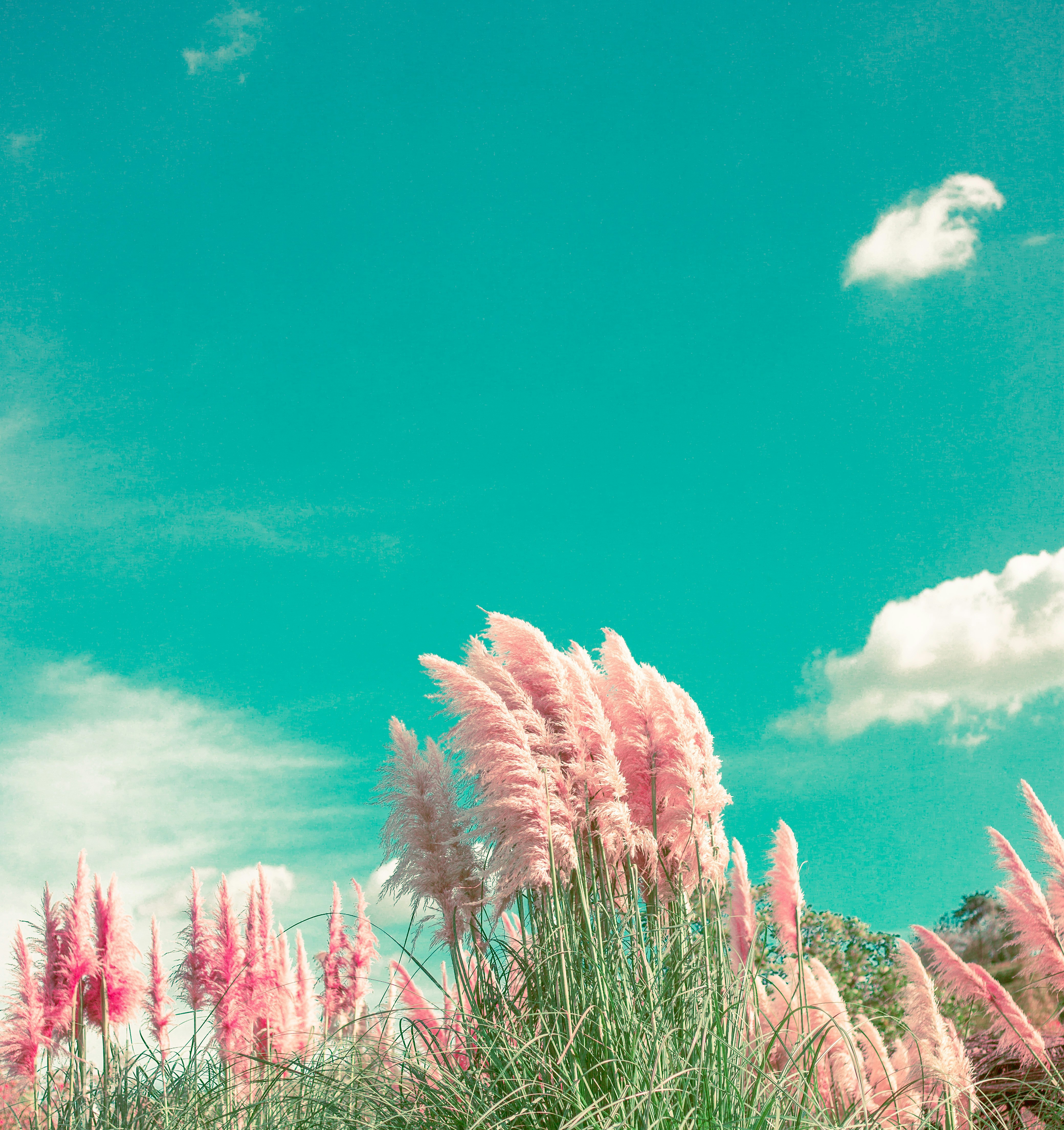 Blushing Plumes Against a Turquoise Sky