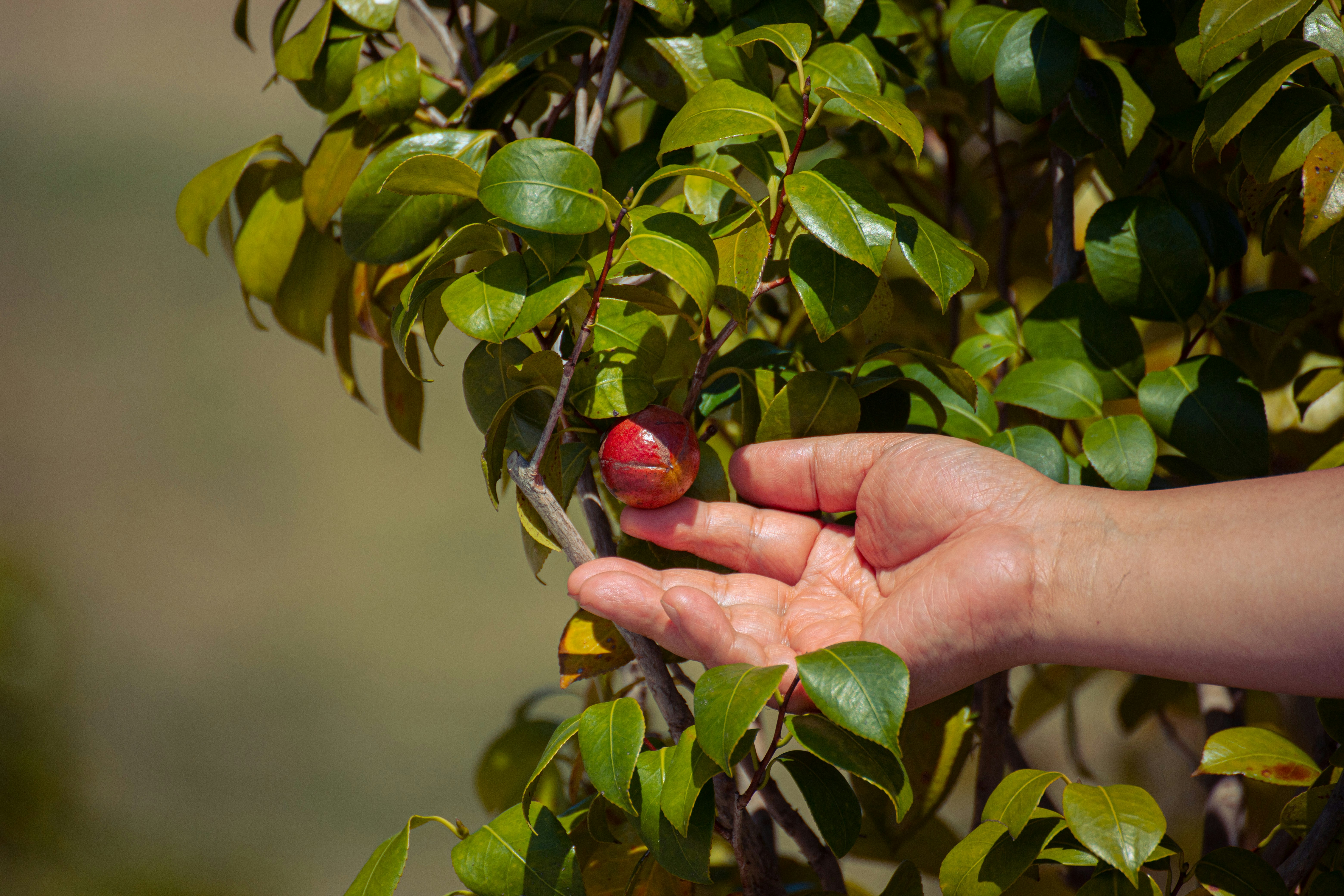 Ruby Fruit, Quiet Harvest: A Hand Reaches Through Sunlit Leaves