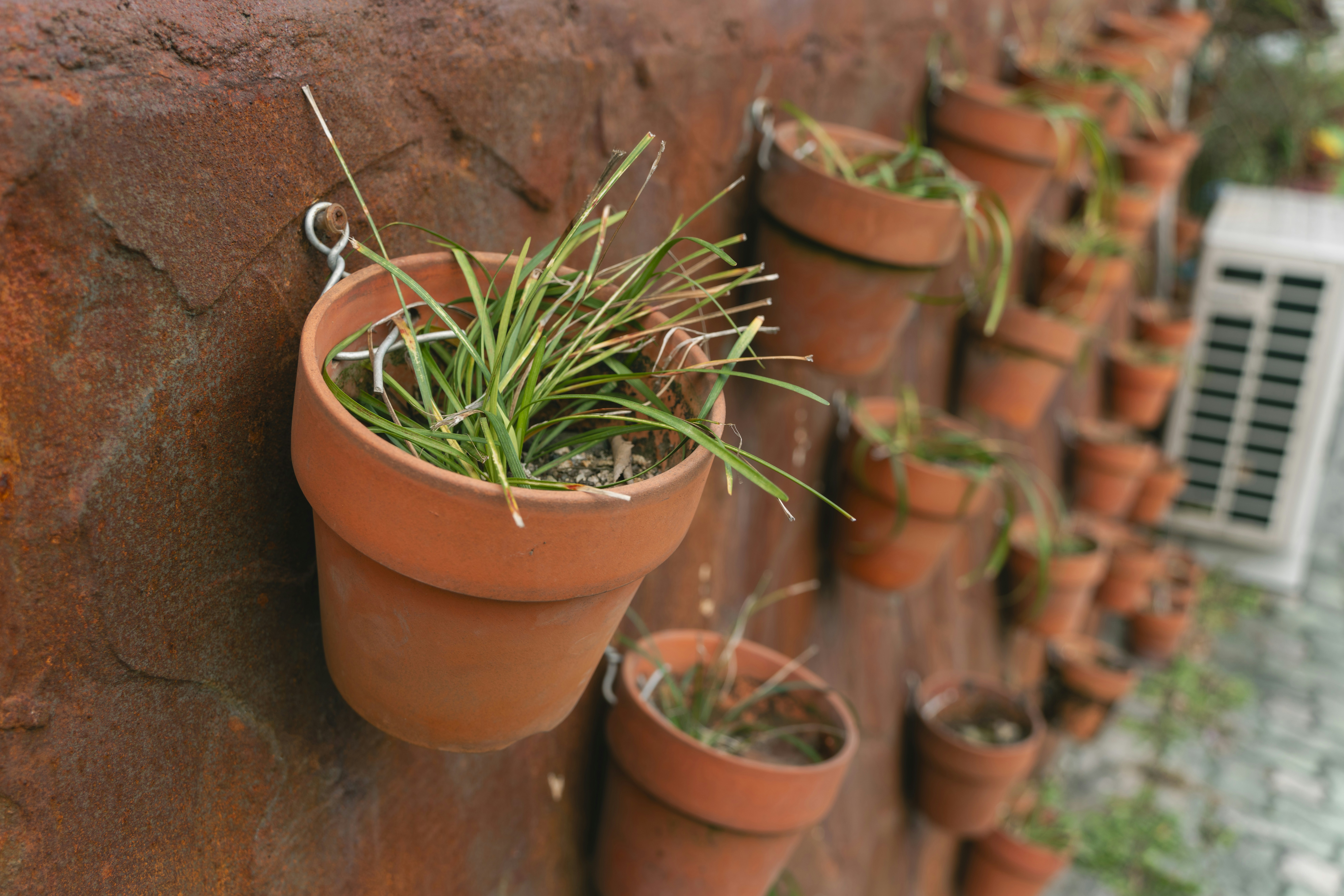 Green Tufts Along a Rusted Wall: A Linear Garden of Terracotta Pots
