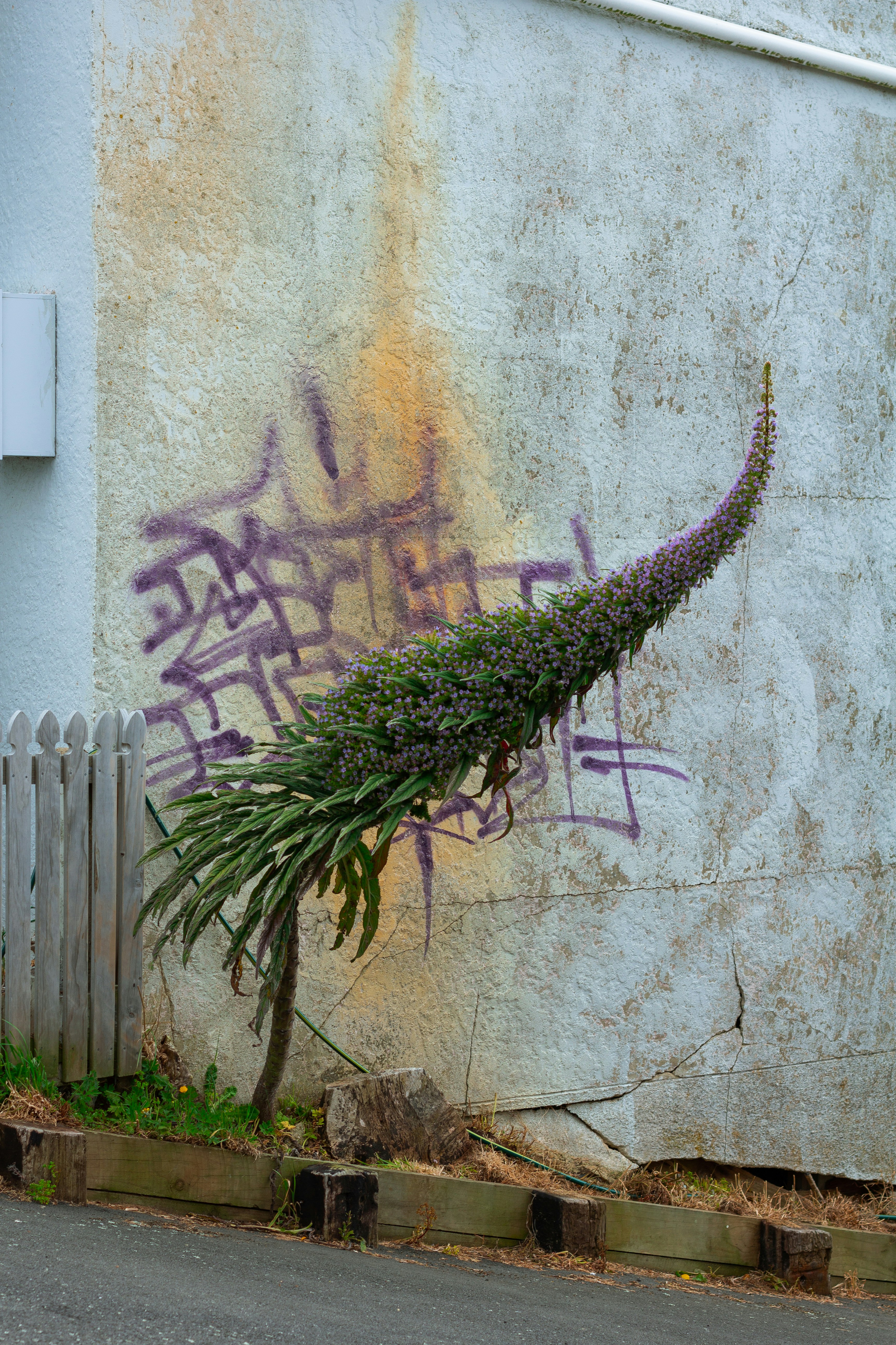 Urban Botany: The Curved Purple Spike Reaching Past a Graffiti-Washed Wall