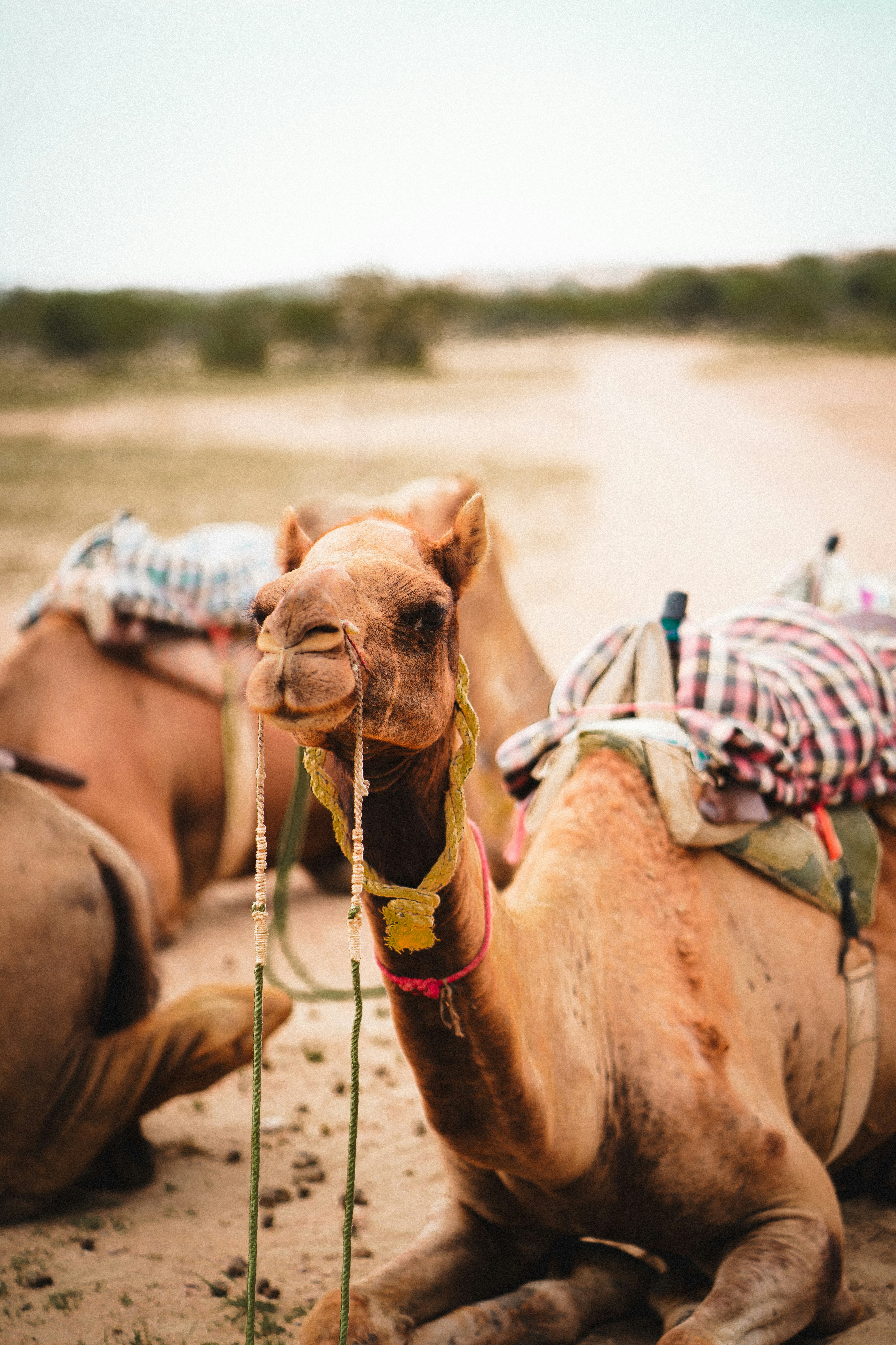A couple of camels that are laying down photo – Free Jaisalmer Image on ...