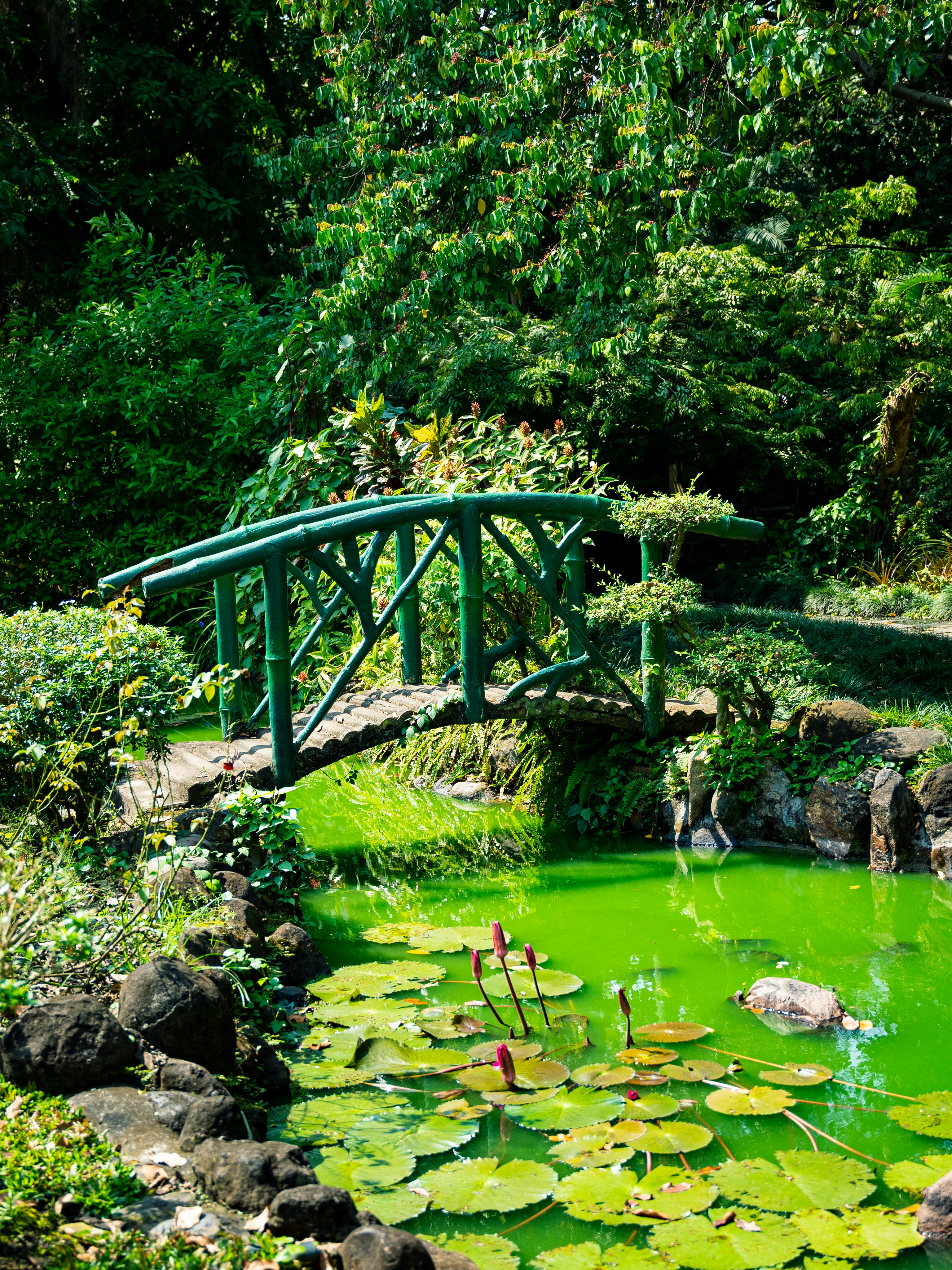 A bridge over a green pond with lily pads photo – Free Vietnam Image on ...