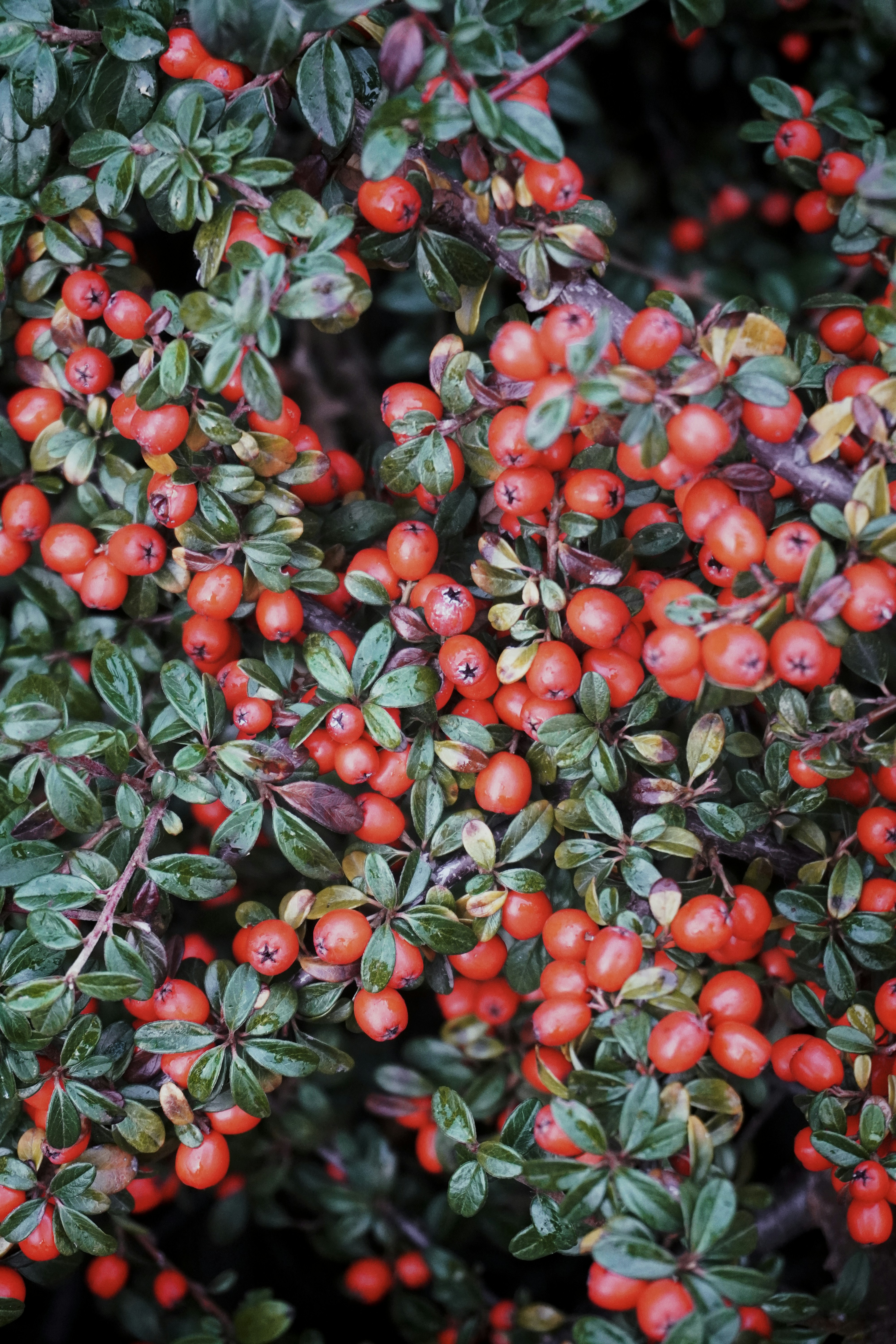 Vivid Red Berries among Dark Green Leaves