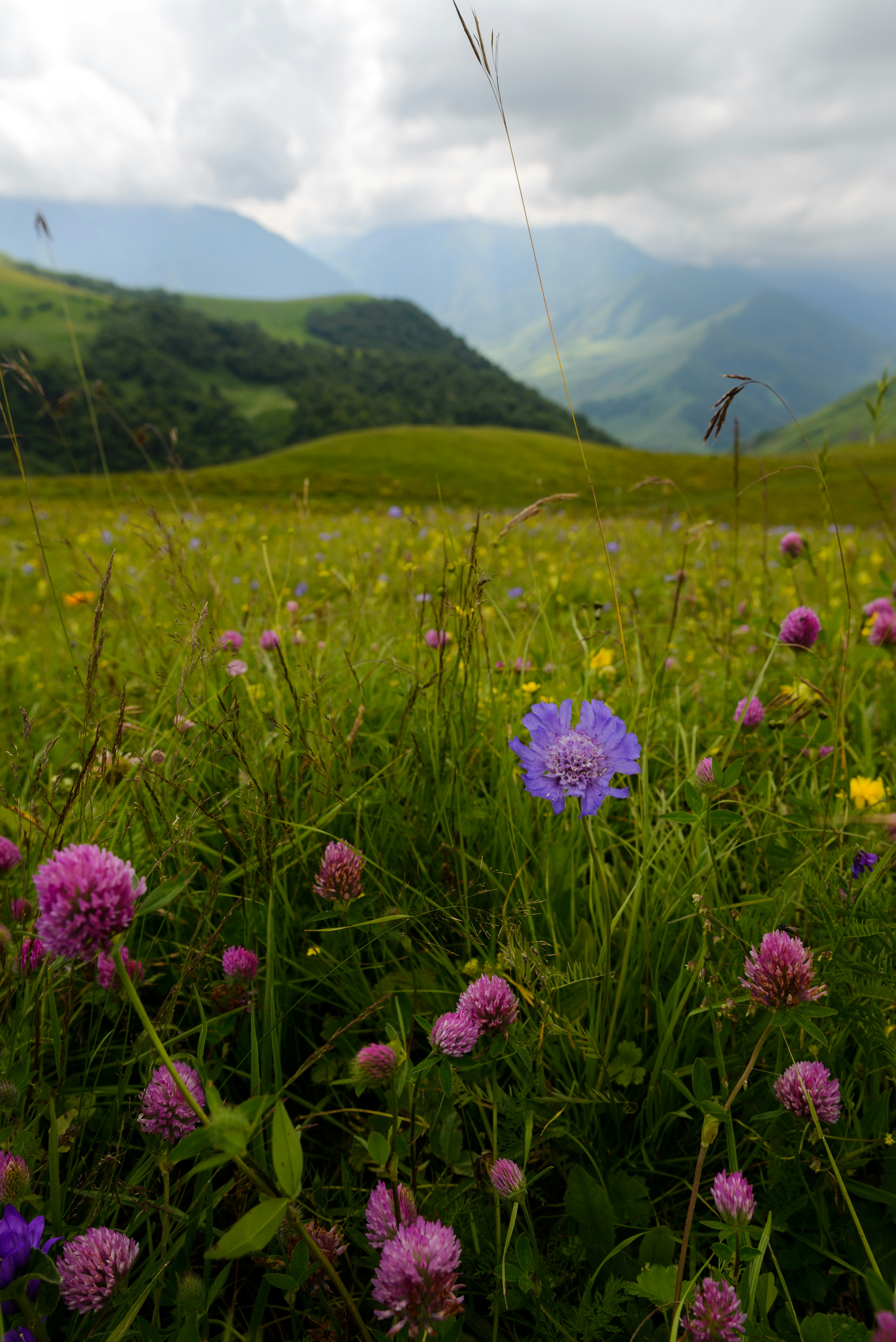 Purple Globes in a Velvet Meadow Under Cloud-Kissed Peaks