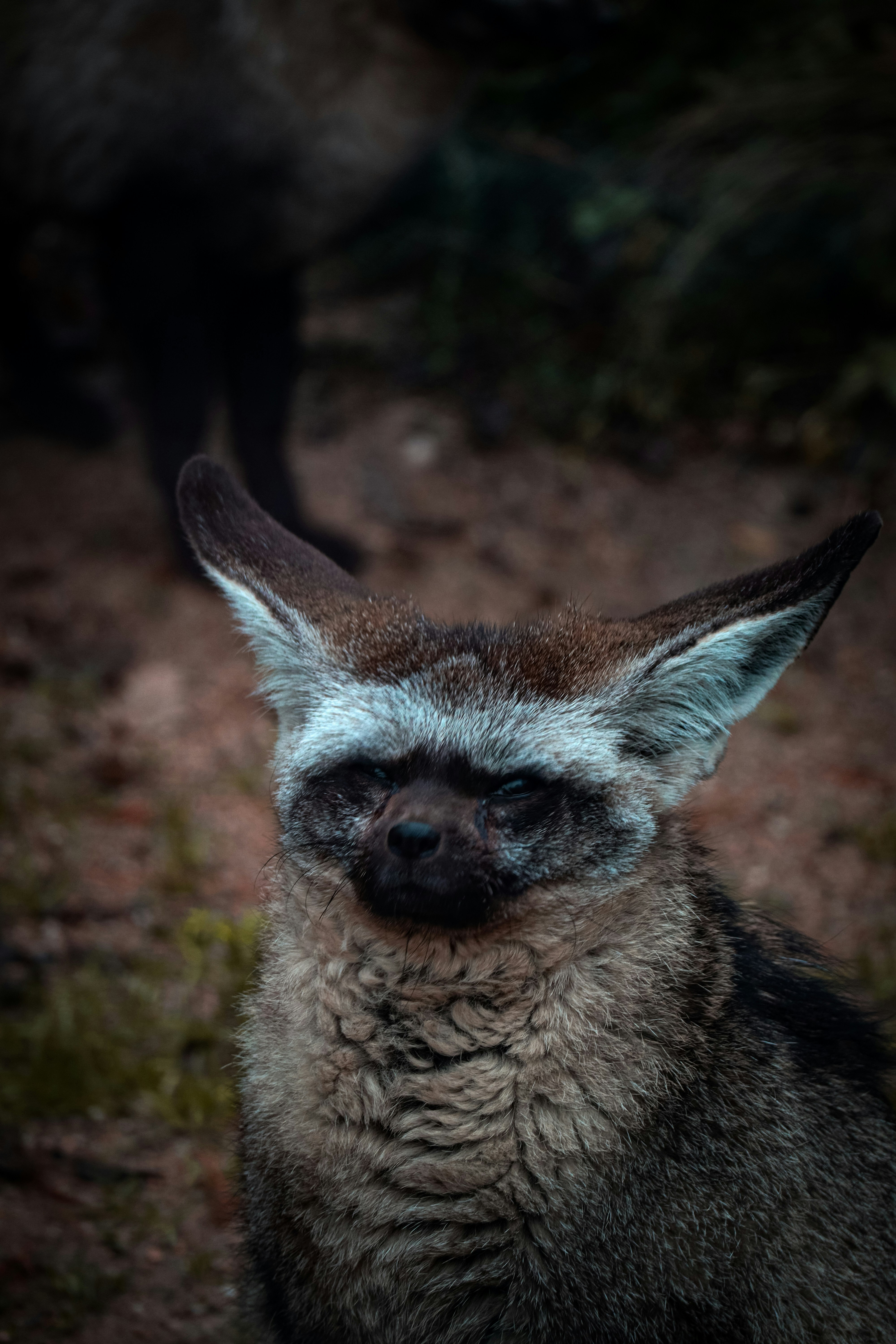 a close up of a small animal on a field
