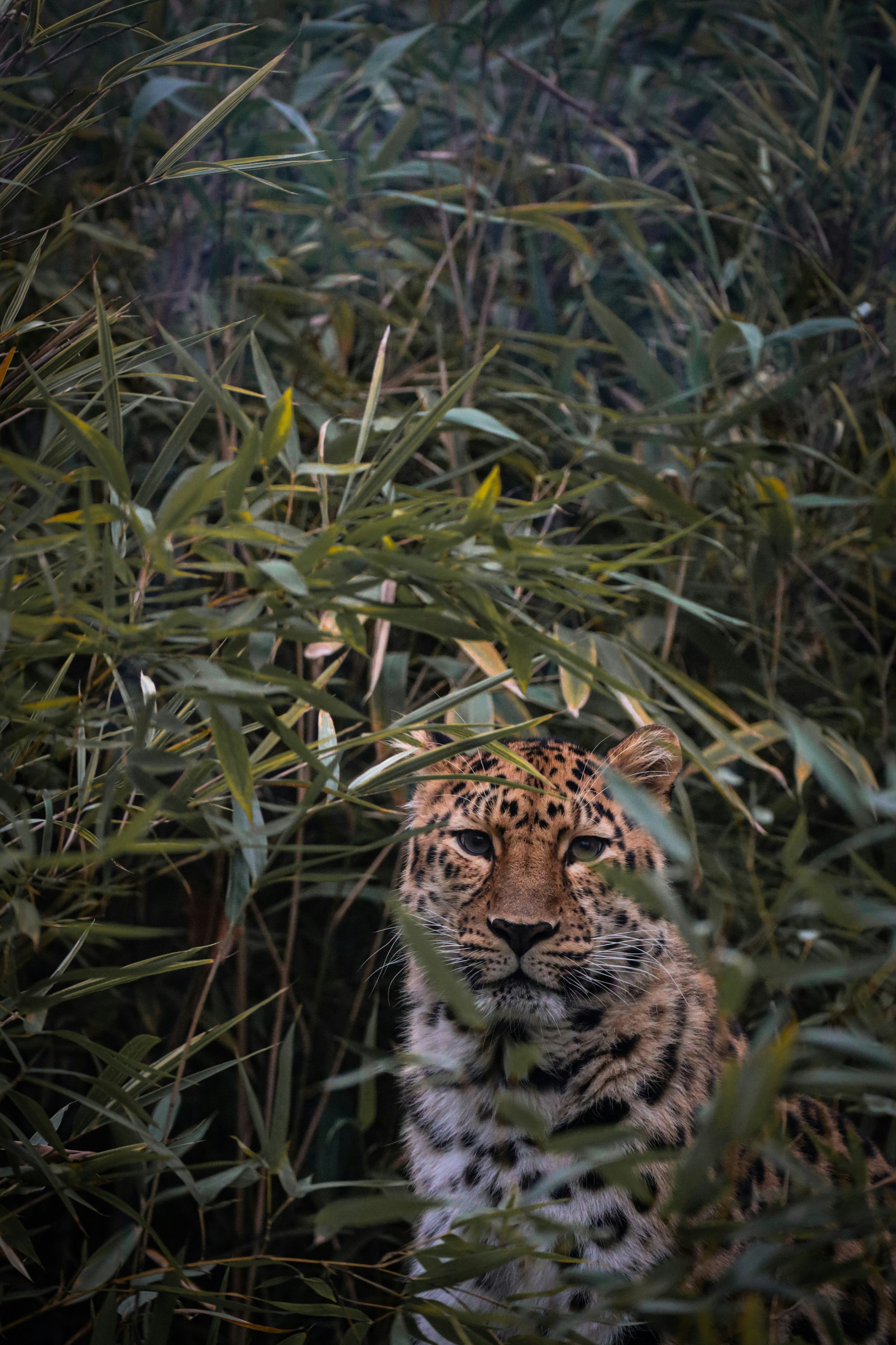 A leopard in a field of tall grass photo – Free Nature Image on Unsplash