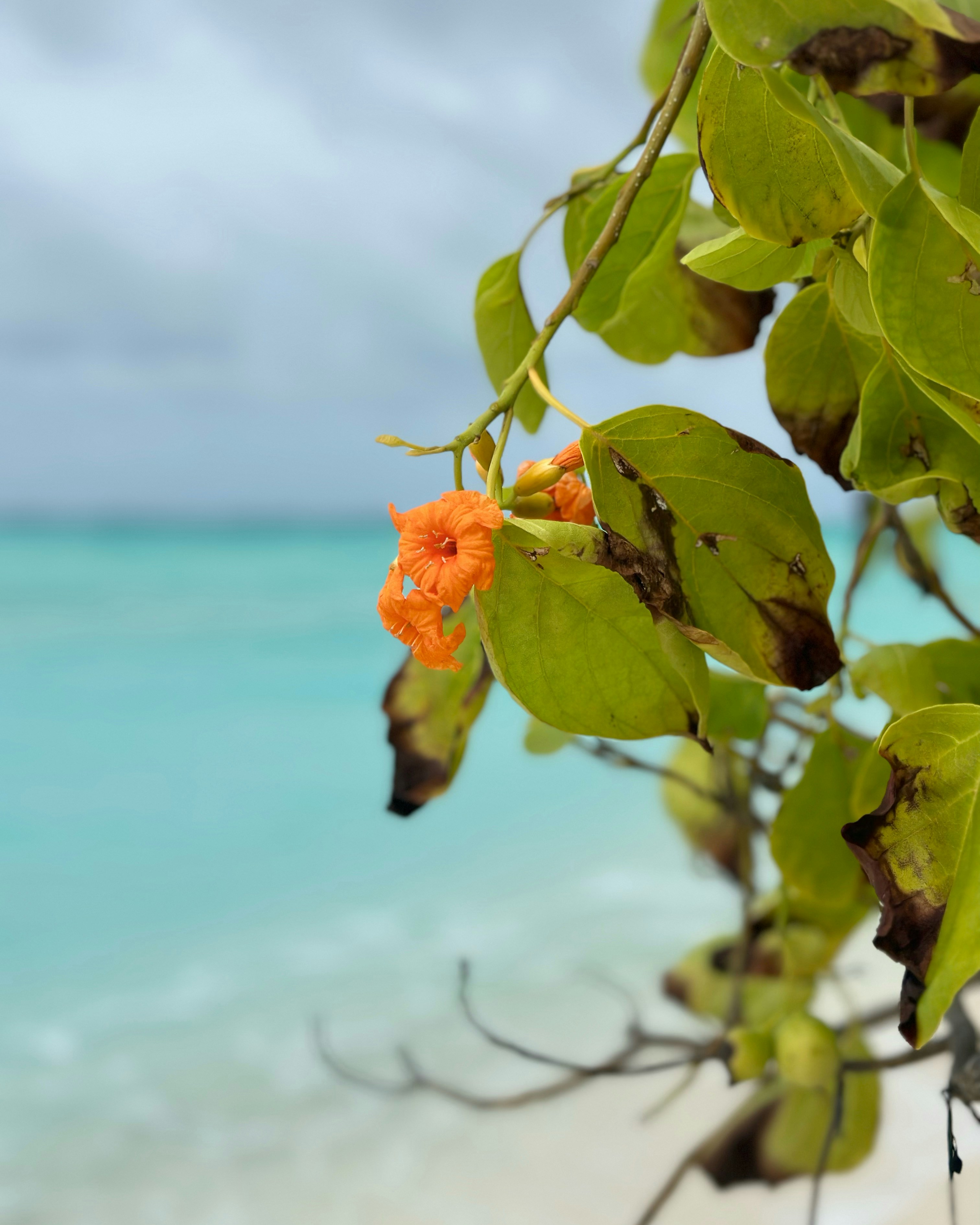 An orange flower on a tree near the ocean photo – Free Leaf Image on ...