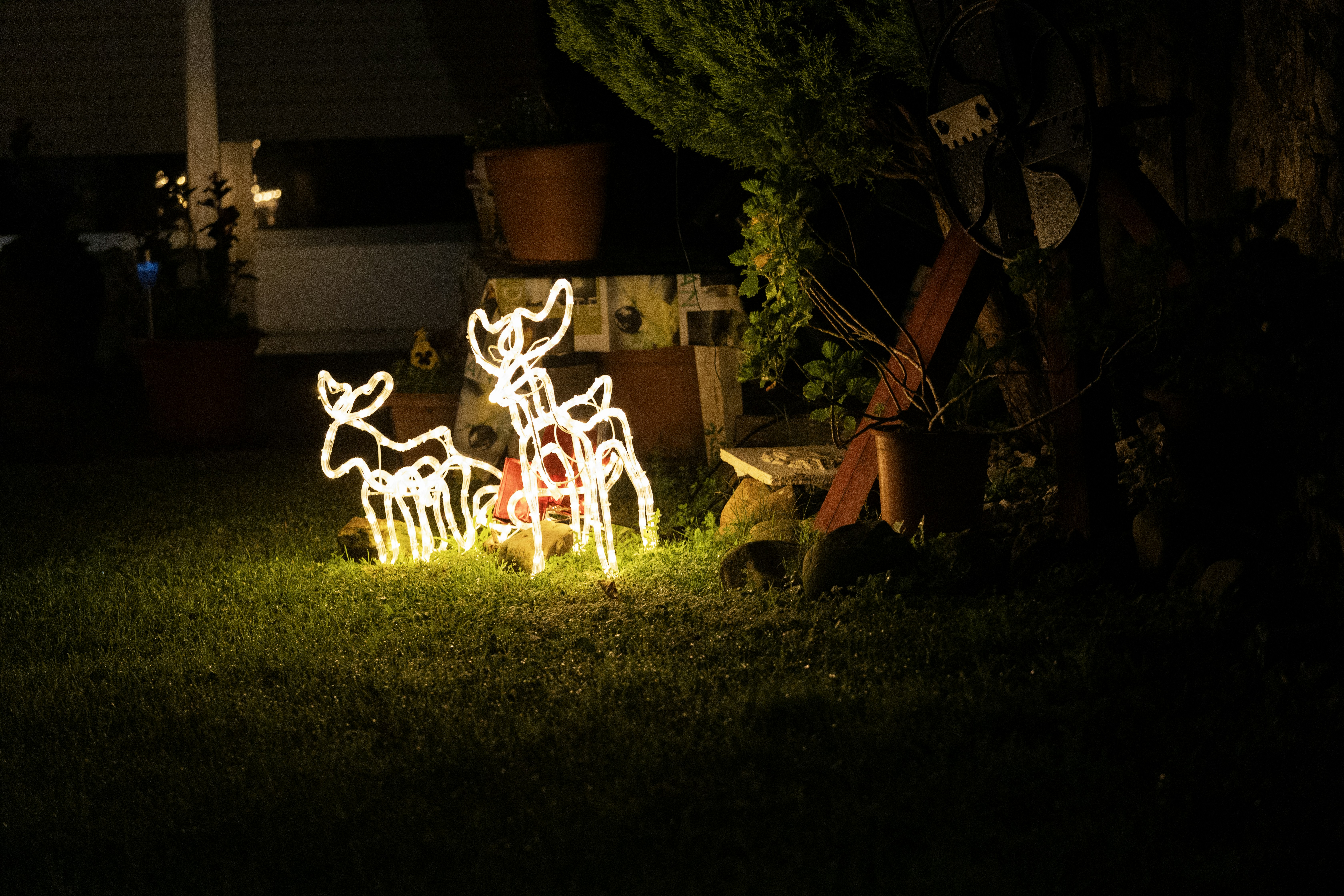 Backyard Neon Herd: A Quiet Night Made of Light