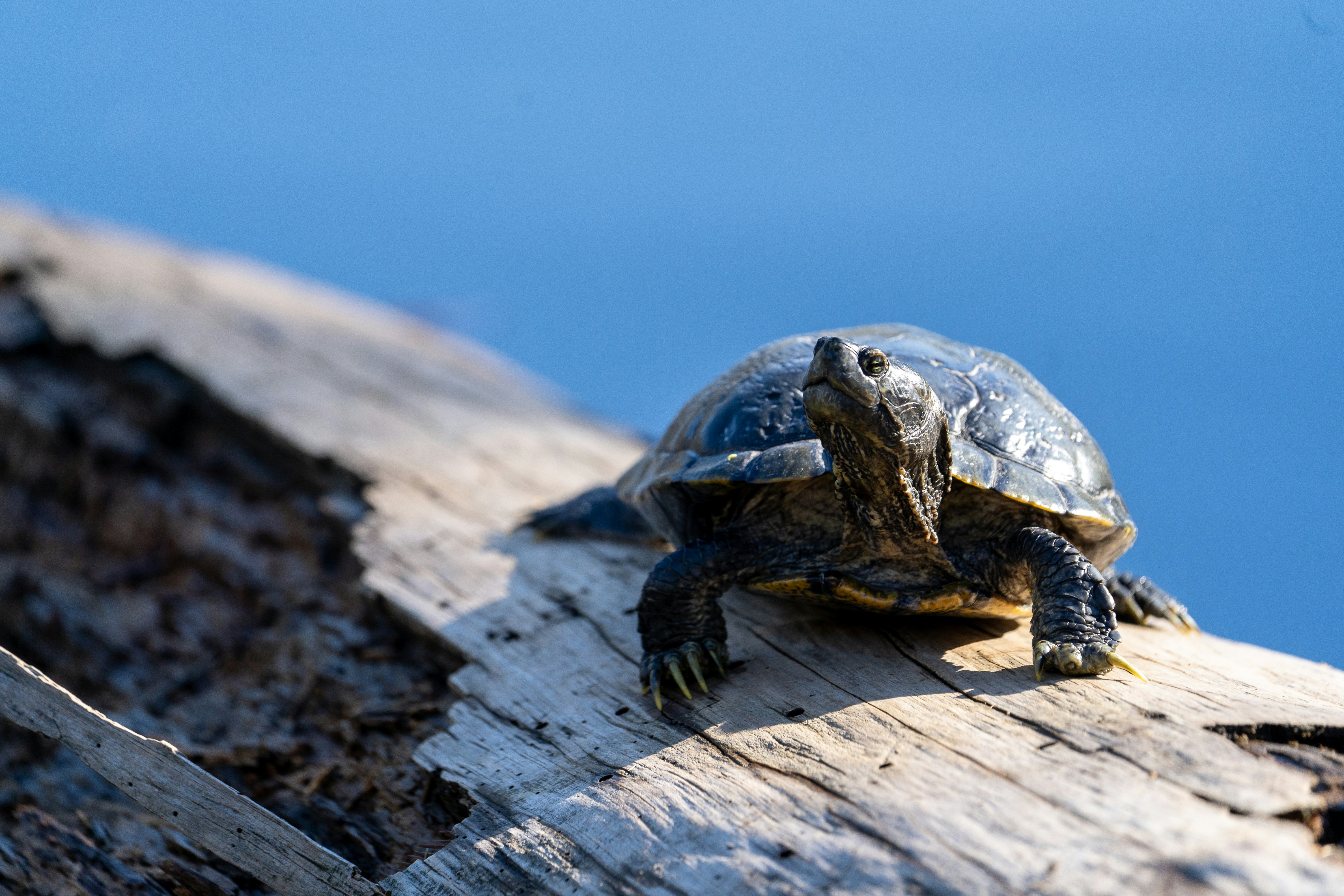 A turtle sitting on top of a wooden plank photo – Free Turtle Image on ...