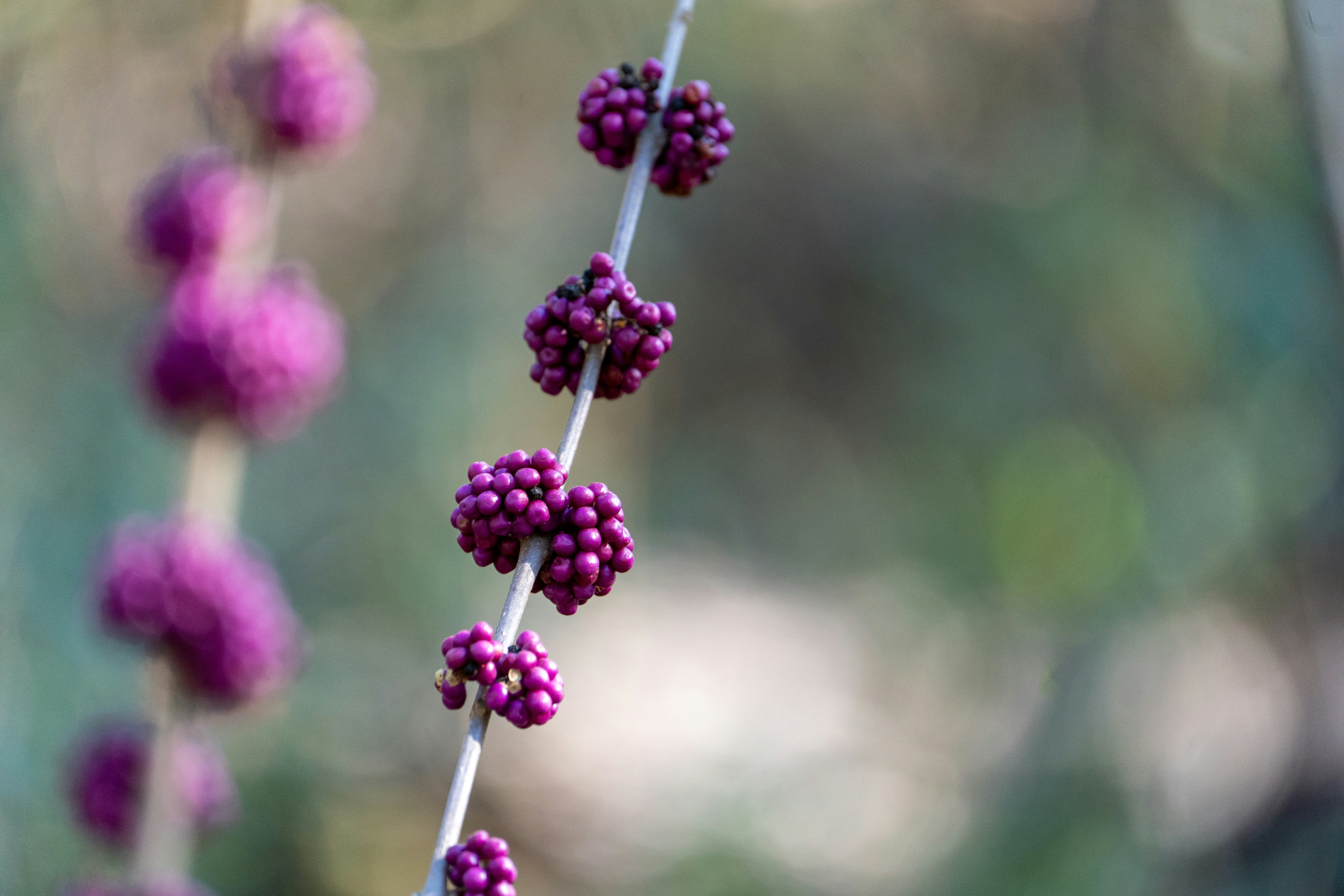 Vibrant clusters of purple berries adorn a slender branch, set against a softly blurred background of greens and browns.