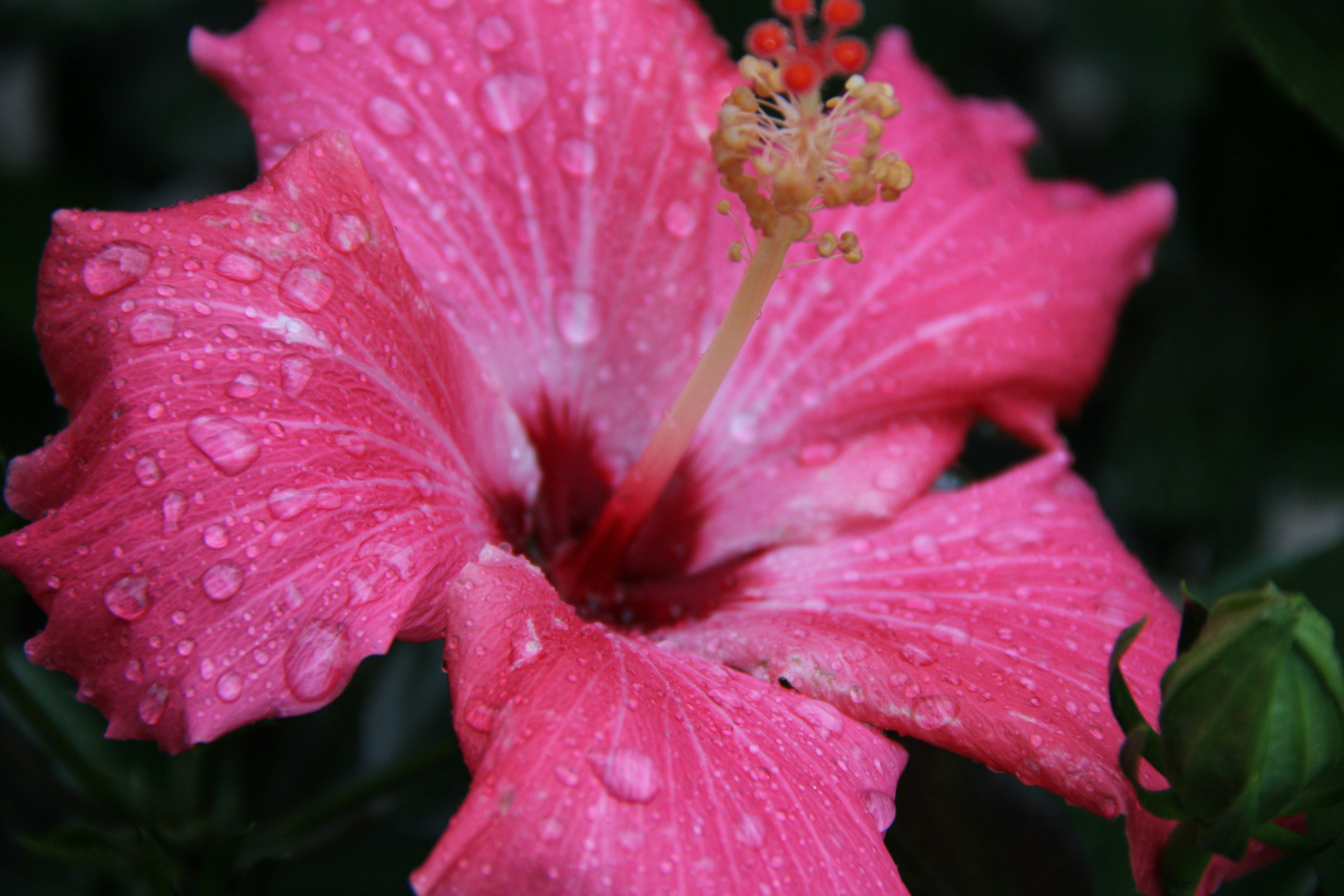 Crimson Hibiscus Close-Up: Velvet Petals Meet Dew-Kissed Center