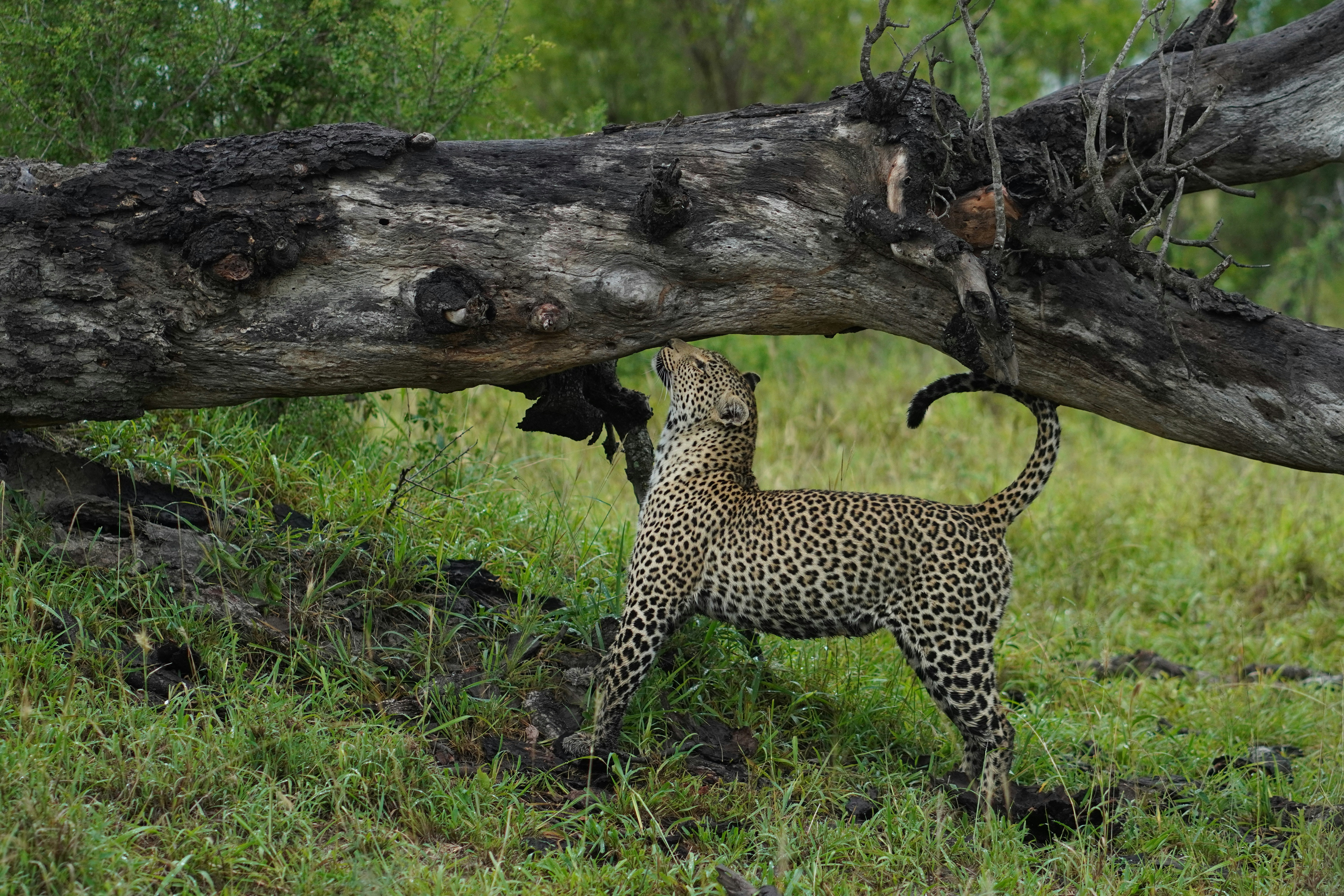 A small leopard standing next to a fallen tree photo – Free Sabi sands ...