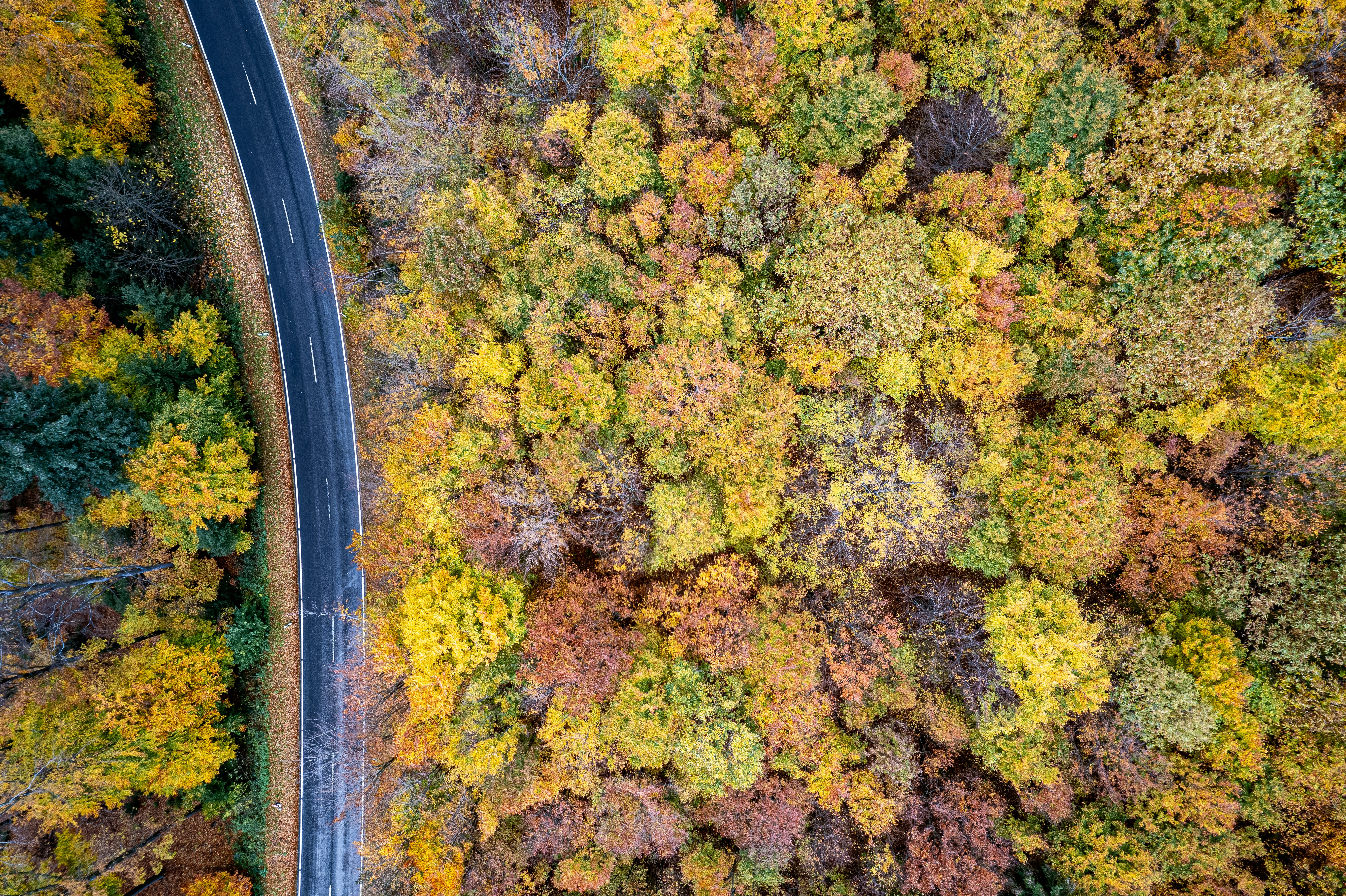 Aerial view of a curving road cutting through a dense autumn forest with a vibrant mosaic of fall colors.