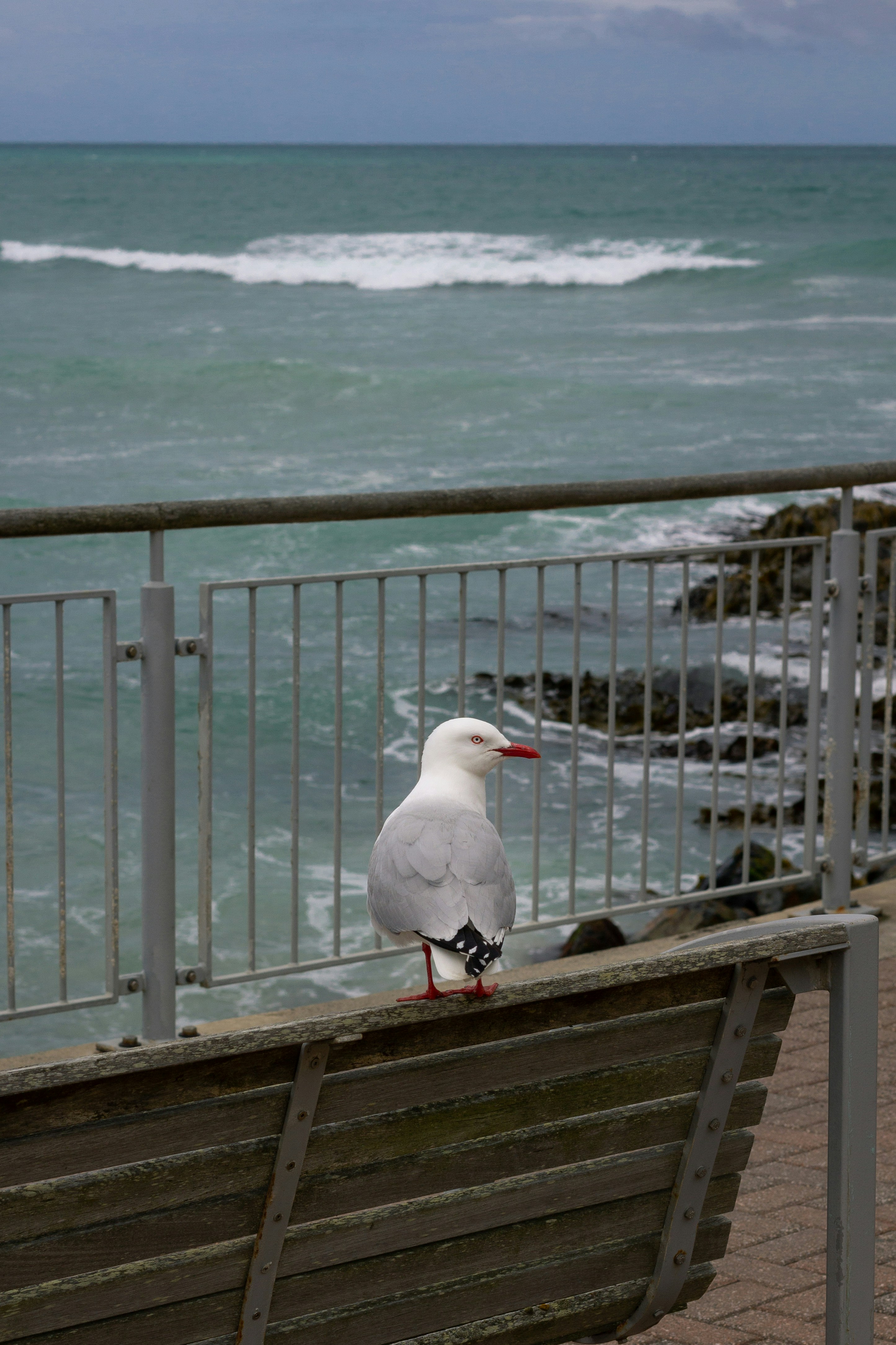 Seabird at the Rail: A Quiet Moment Above the Tides