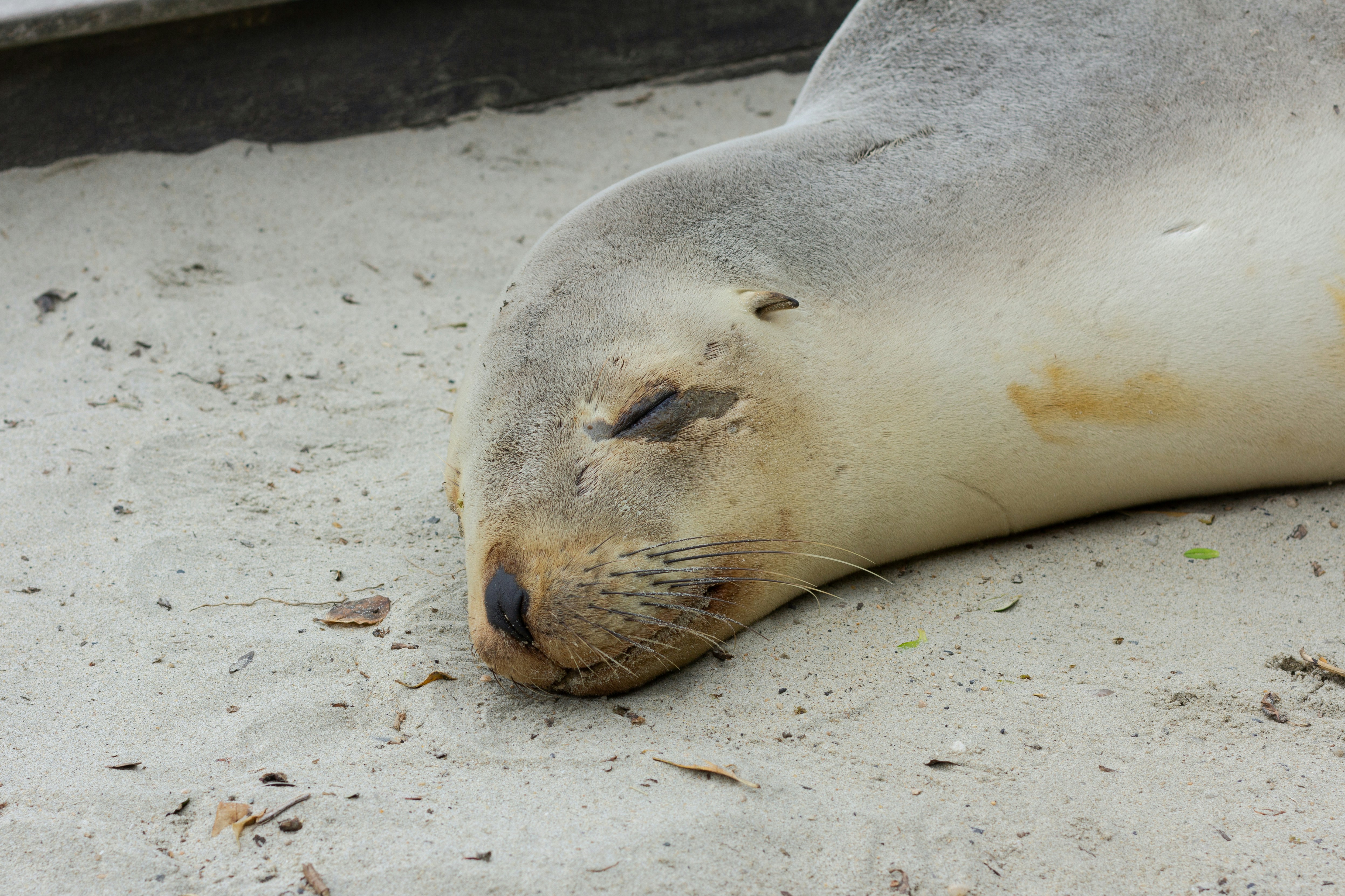 Sea lion resting on sandy beach with closed eyes.