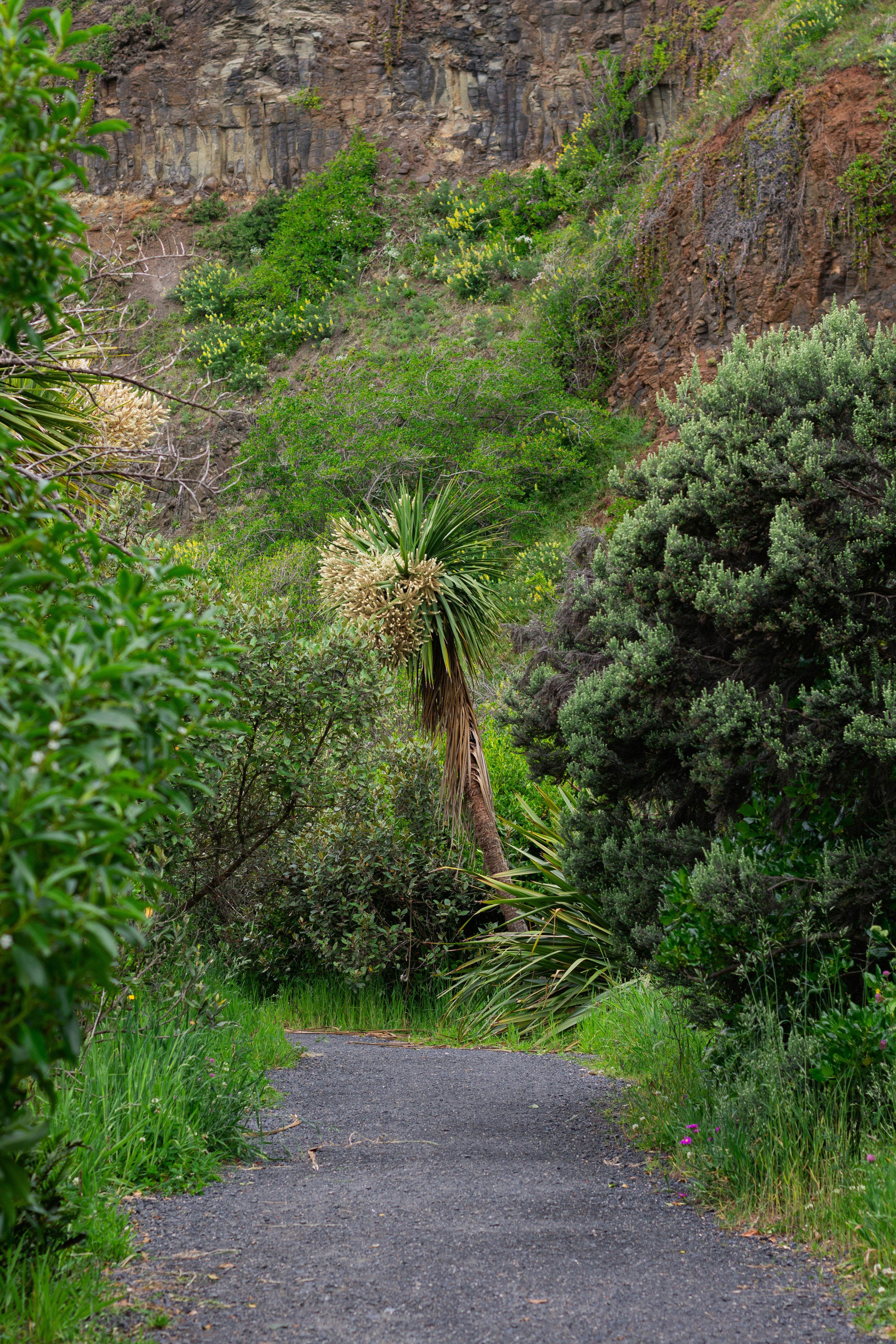 Verdant Corridor: A Narrow Trail Framed by Cliffside Greenery