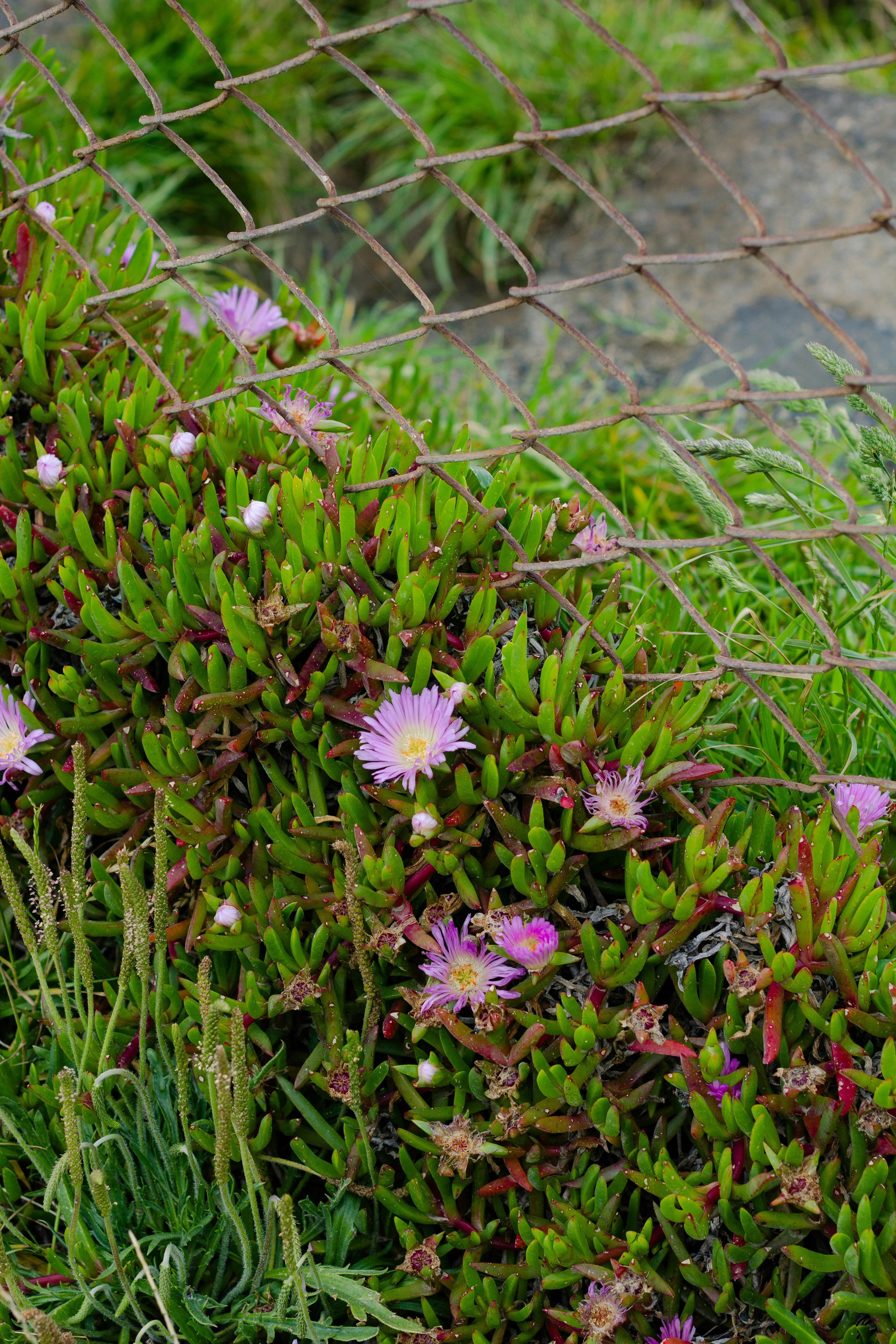 Pink Blooms Among a Dense Succulent Carpet Framed by Weathered Mesh