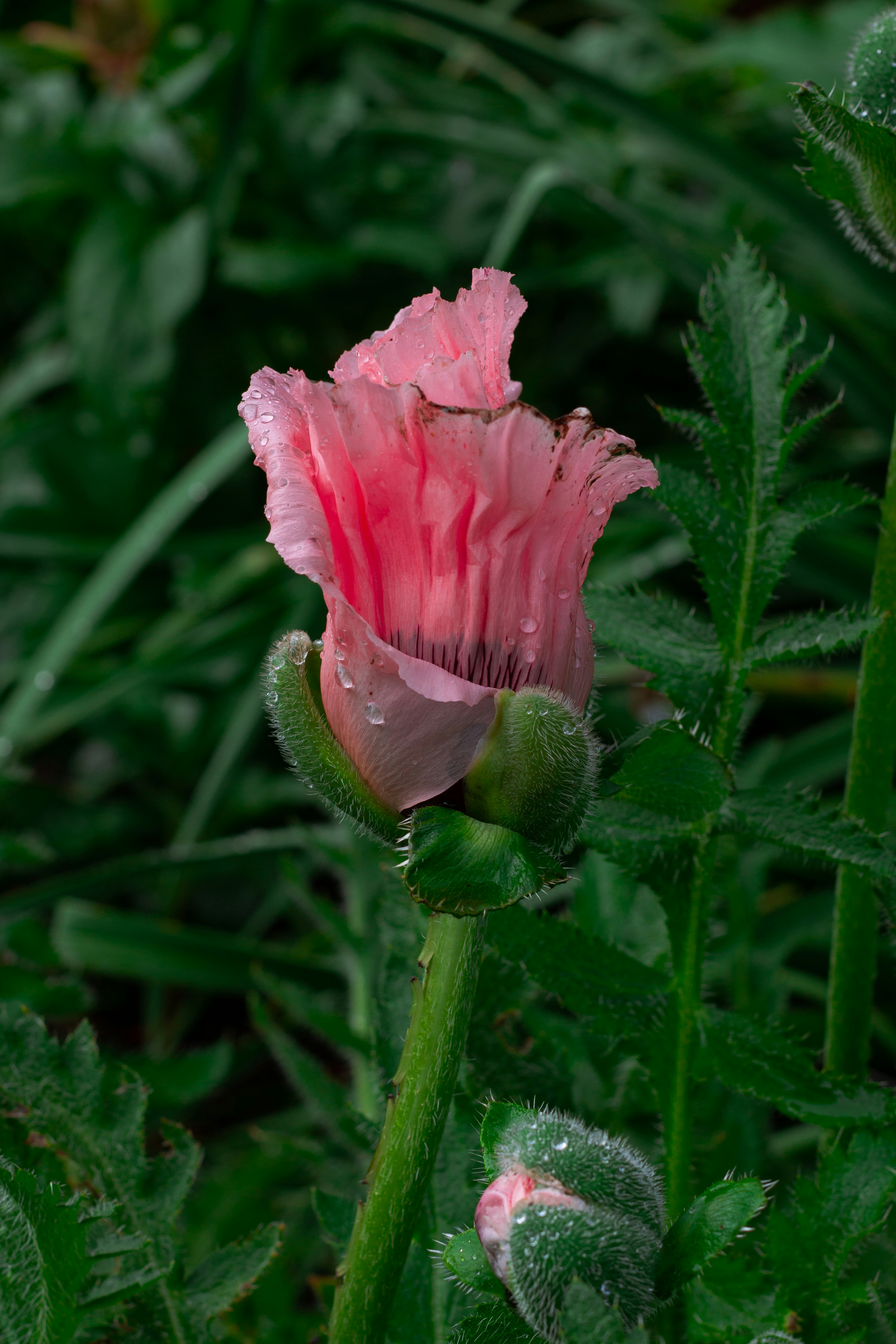 Dew-Kissed Pink Poppy Bud Unfurling Through Green
