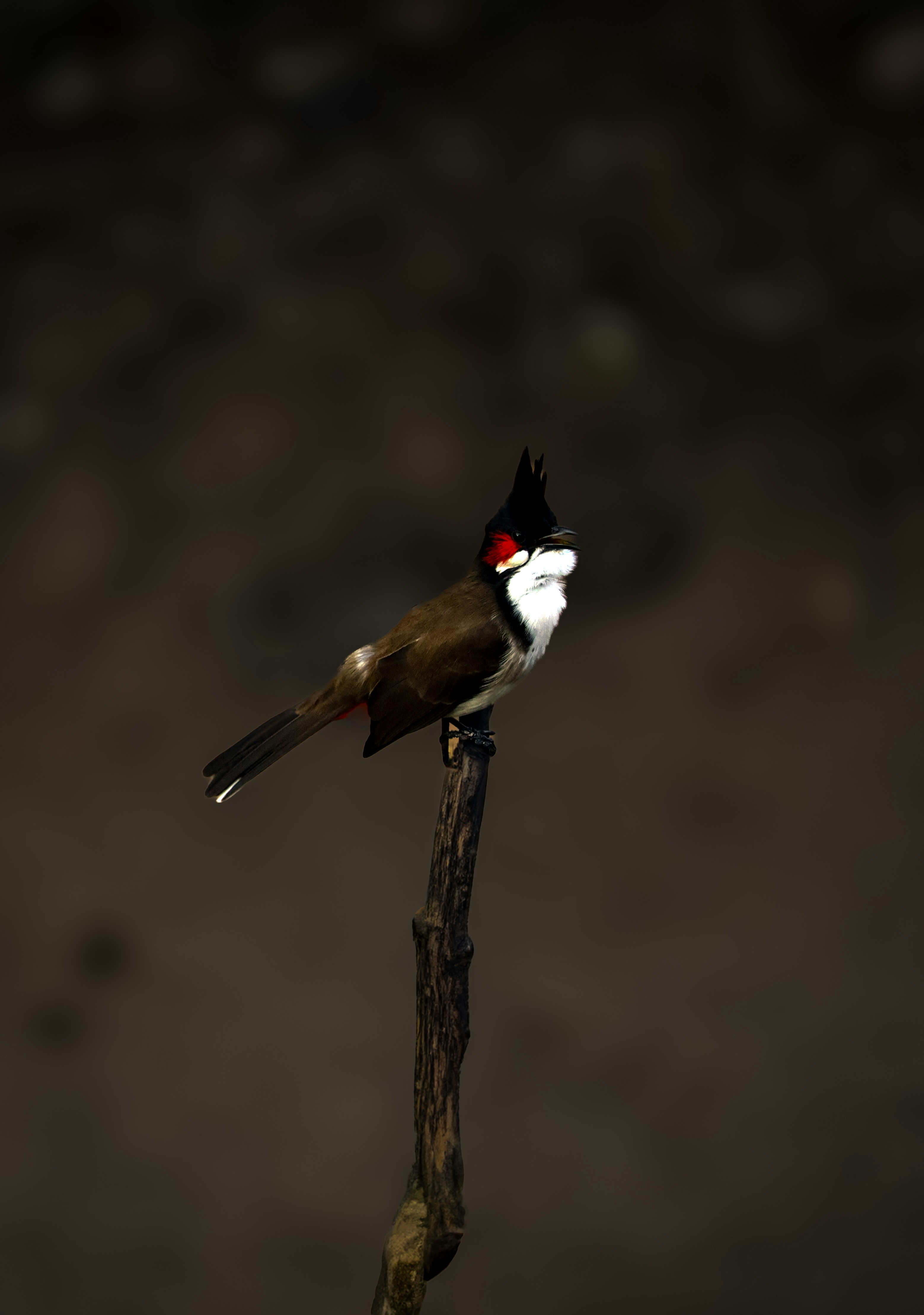 Foto Un pequeño pájaro posado en lo alto de un palo de madera – Imagen ...