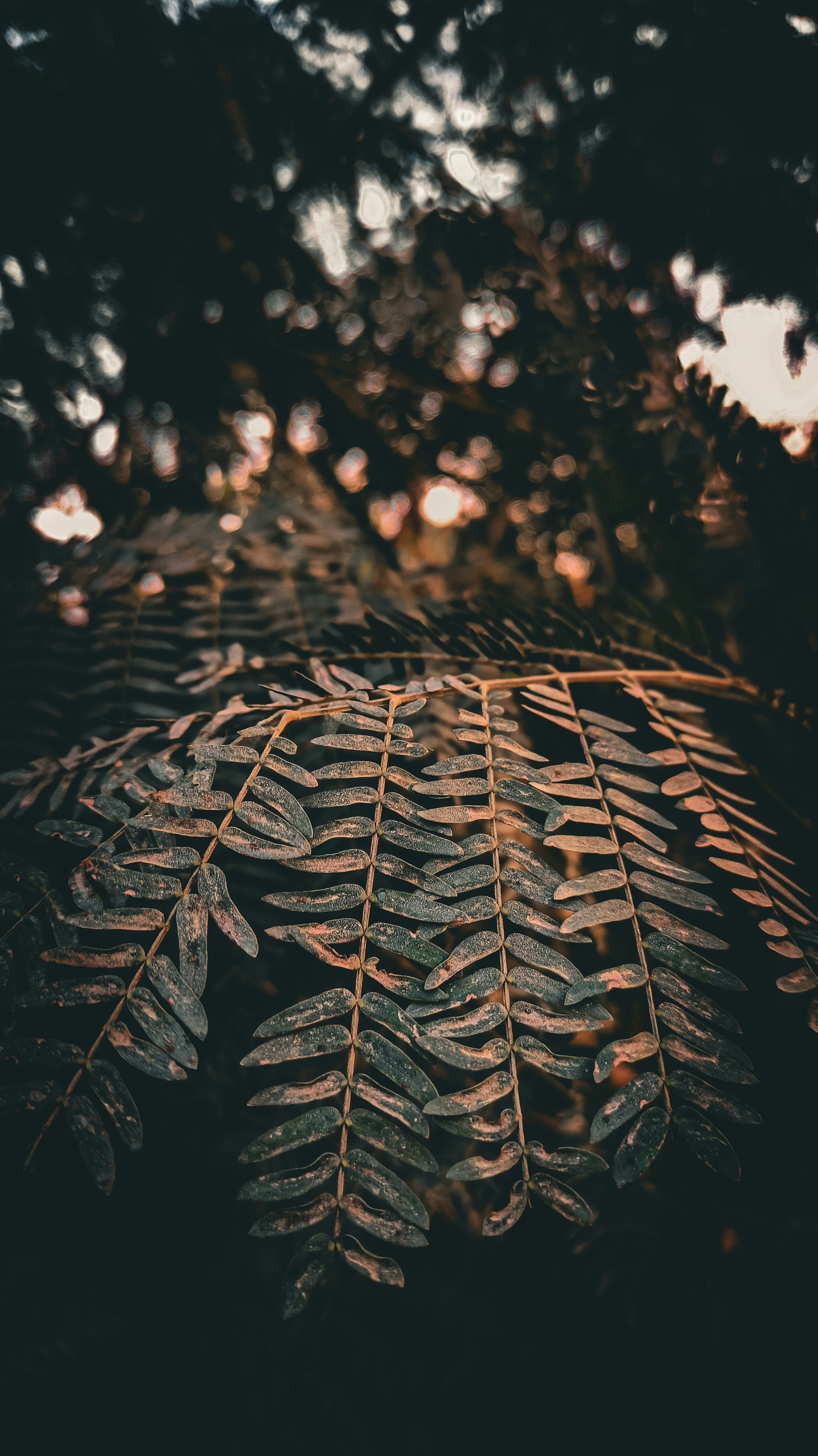 Close-up photograph of delicate fern fronds lit by warm, moody backlight against a softly blurred forest backdrop.