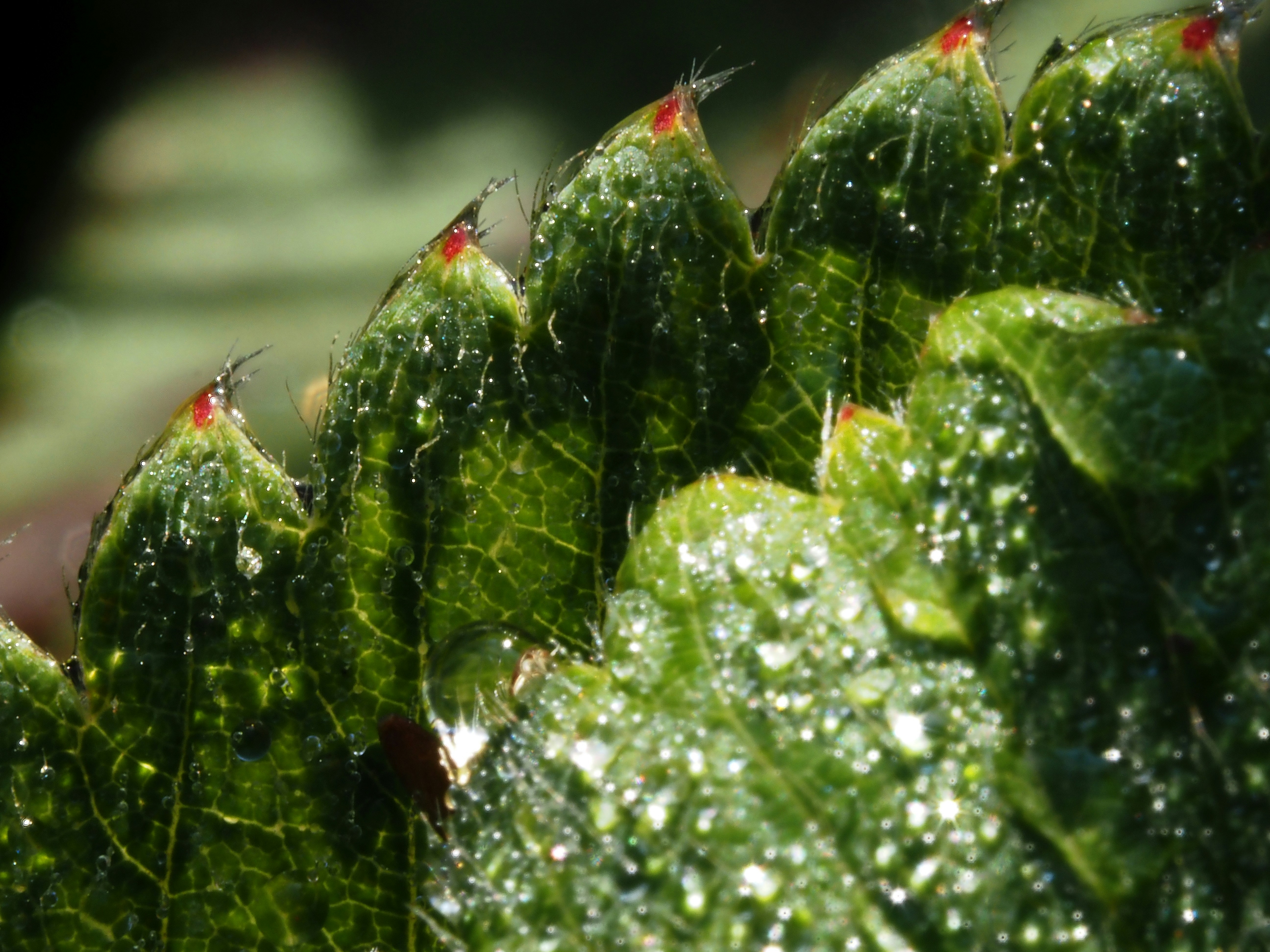 Dew-Kissed Strawberry Leaves: a close-up of serration and light