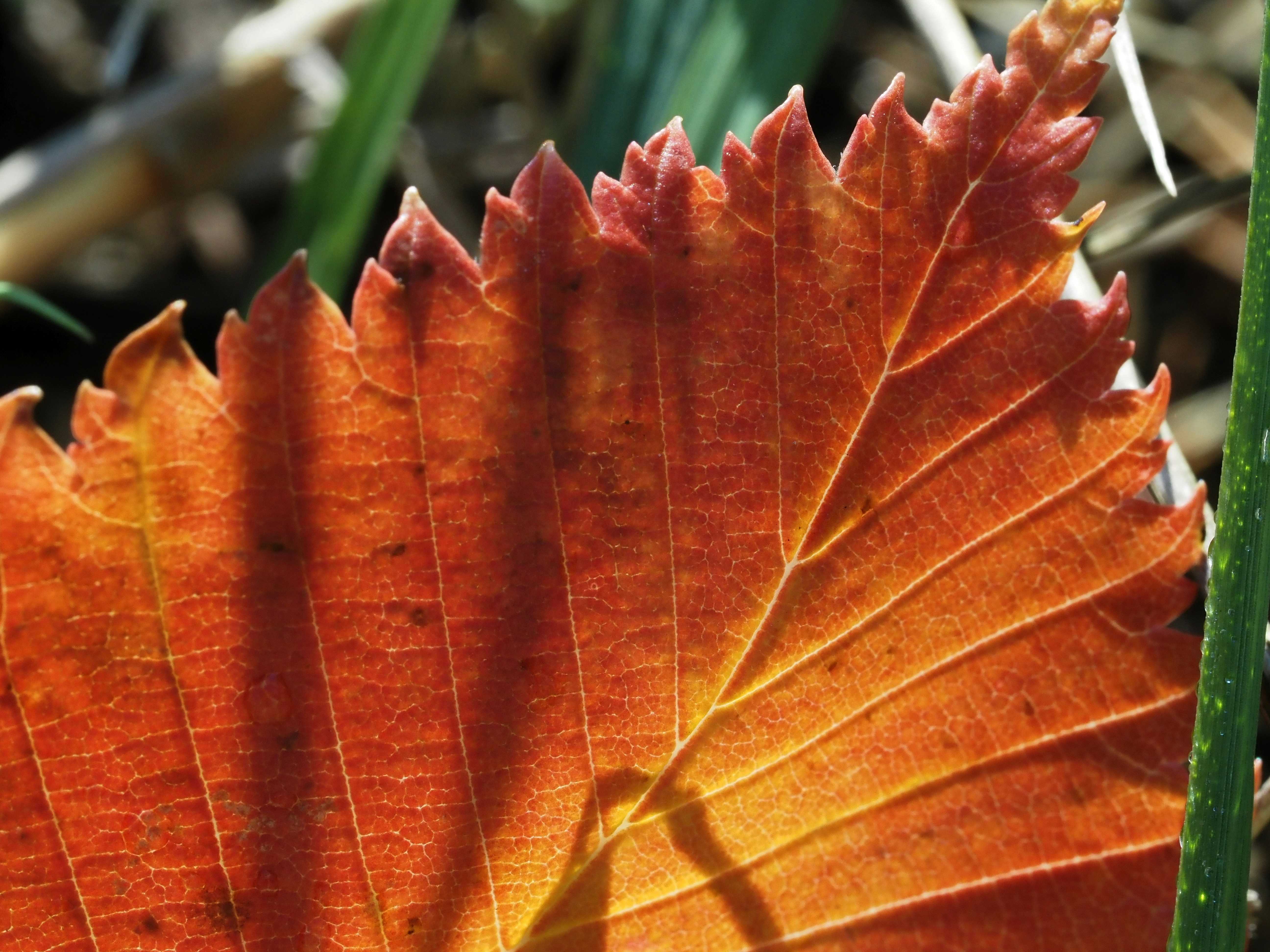 Vein-Lined Ember: A Macro Portrait of a Fall Leaf