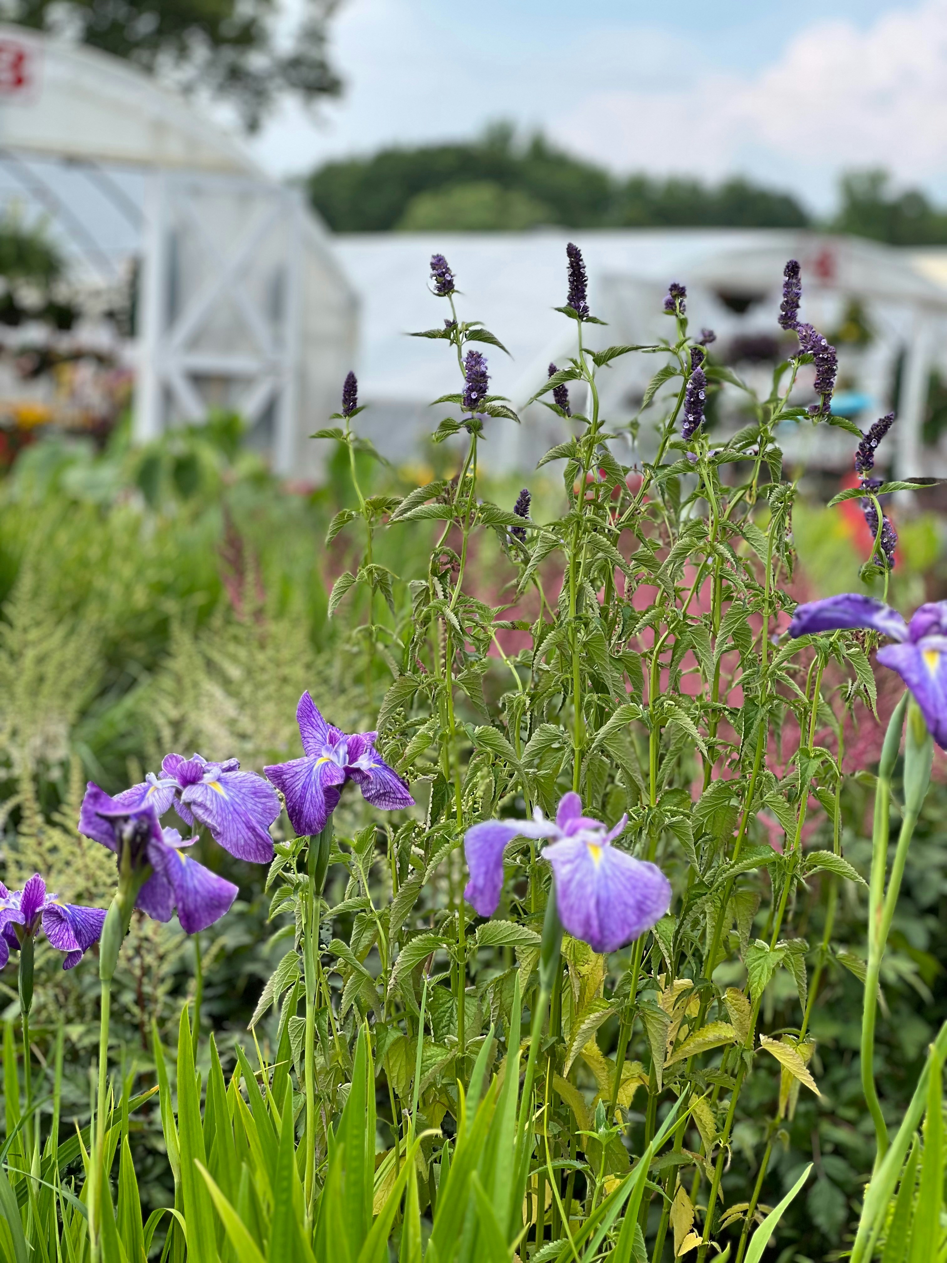 Purple Iris Bloom Framed by Greenhouse Garden