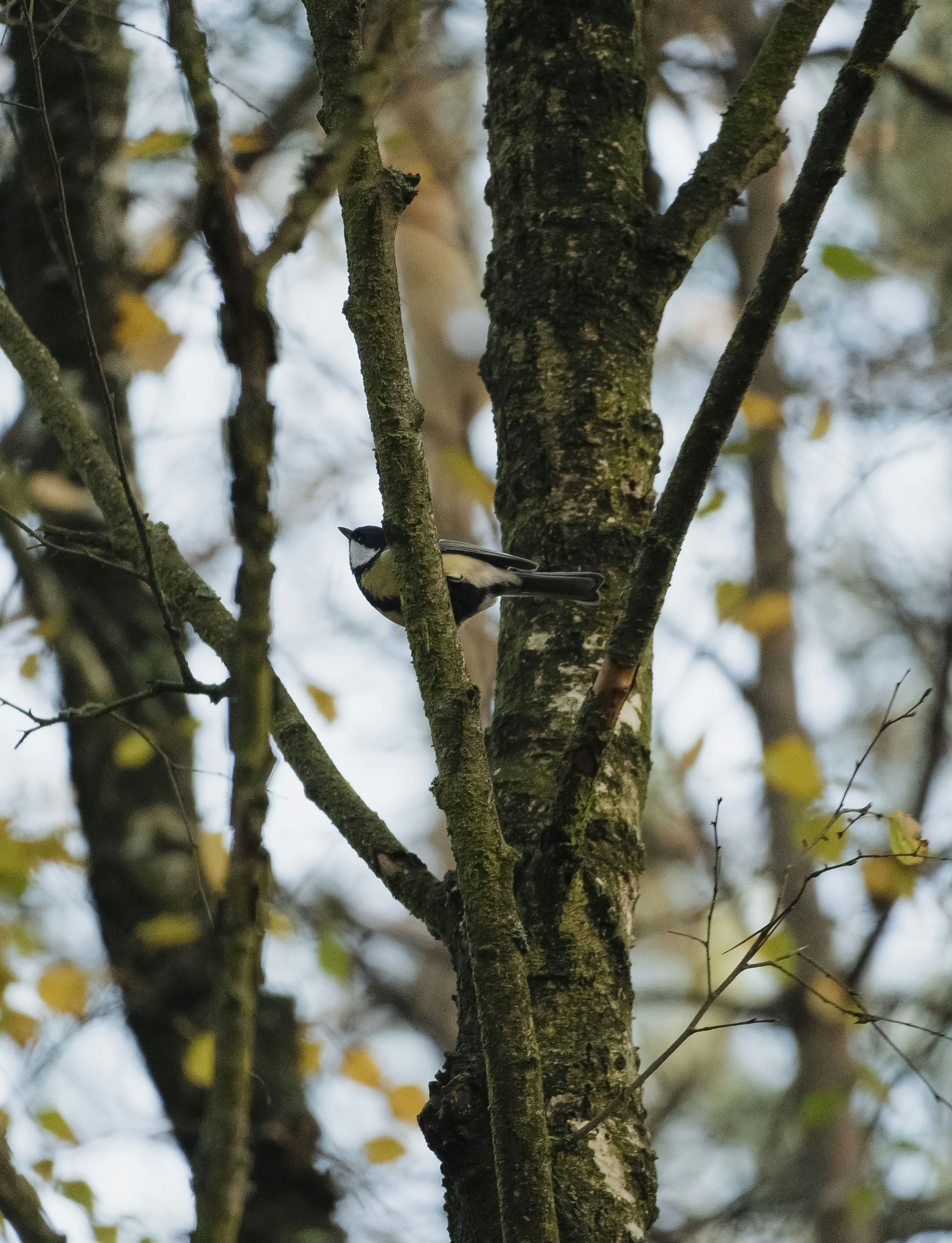 Small bird perched on a tree branch amidst autumn leaves.