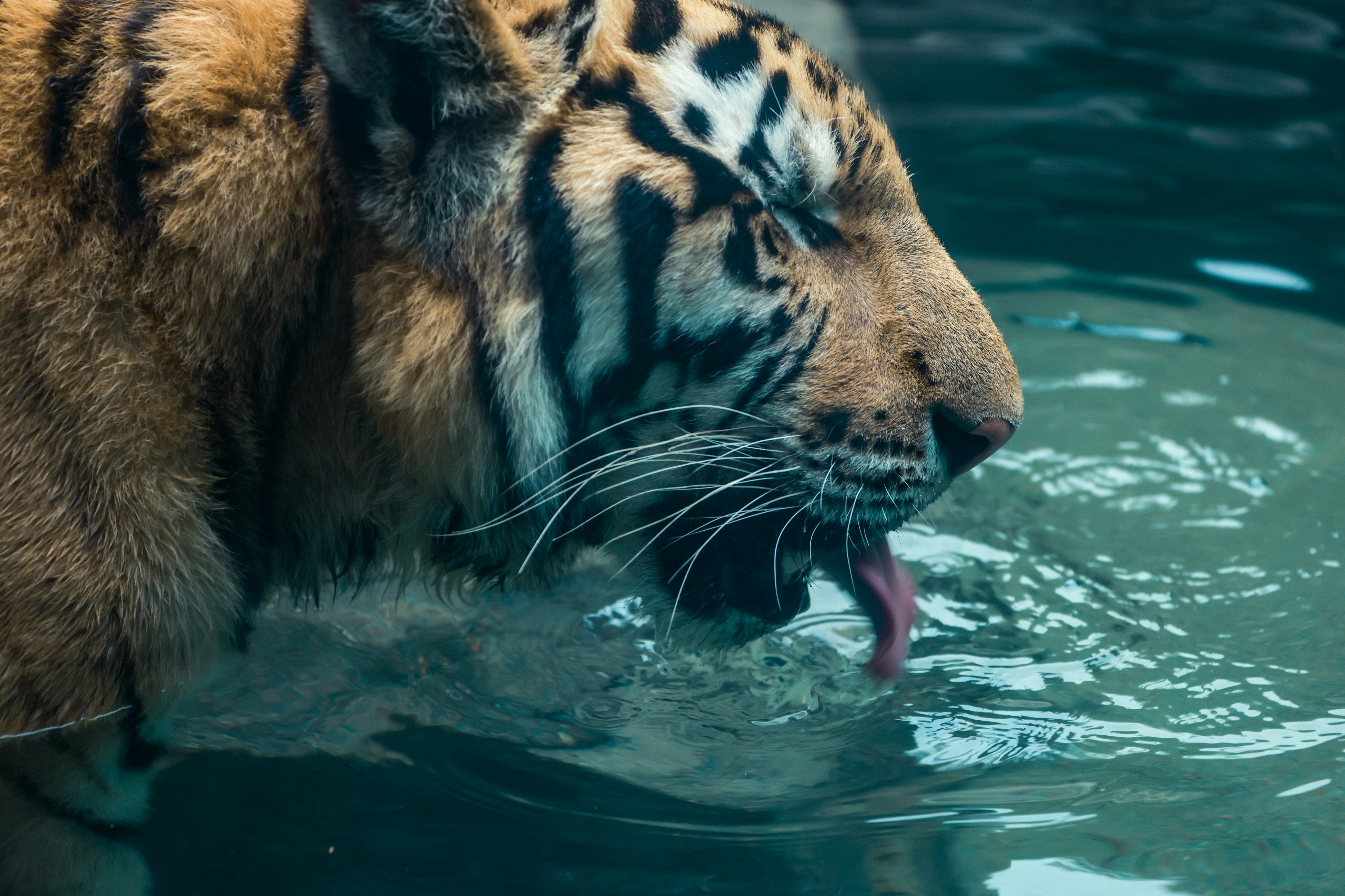 Turquoise Ripples and a Tiger's Tongue: A Close-Up at the Water's Edge