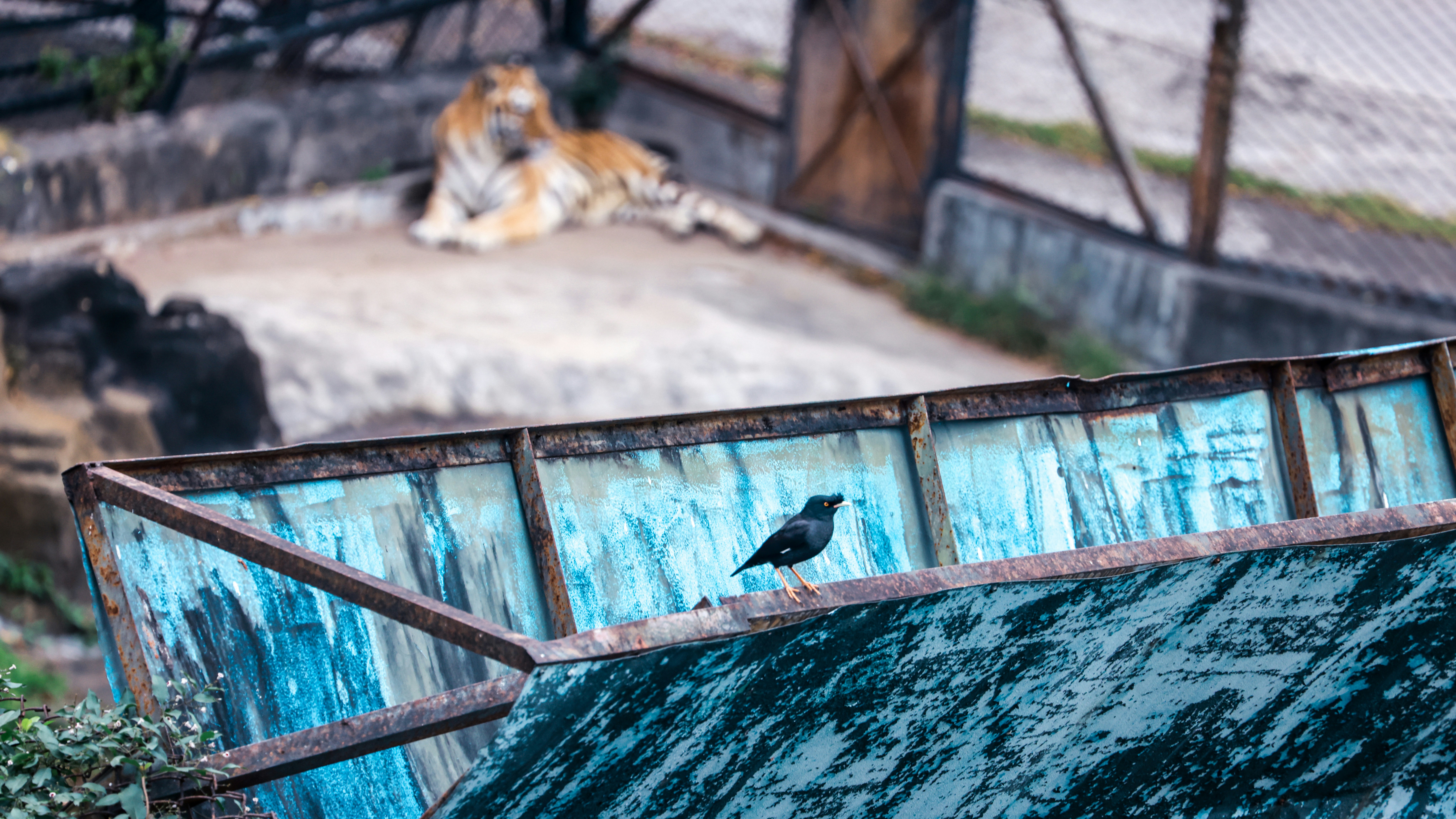 Blue-Edge Sentinel: A Crow Observes a Resting Tiger Beyond the Fence
