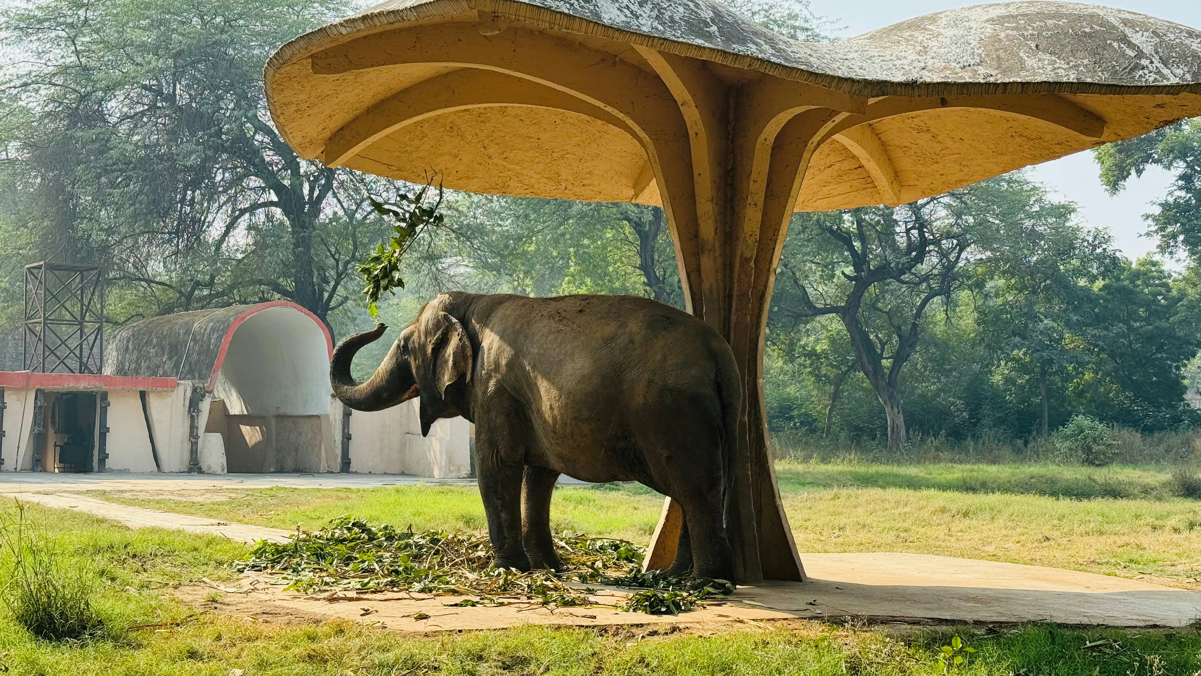 Elephant at the Shade Pavilion: a quiet park moment