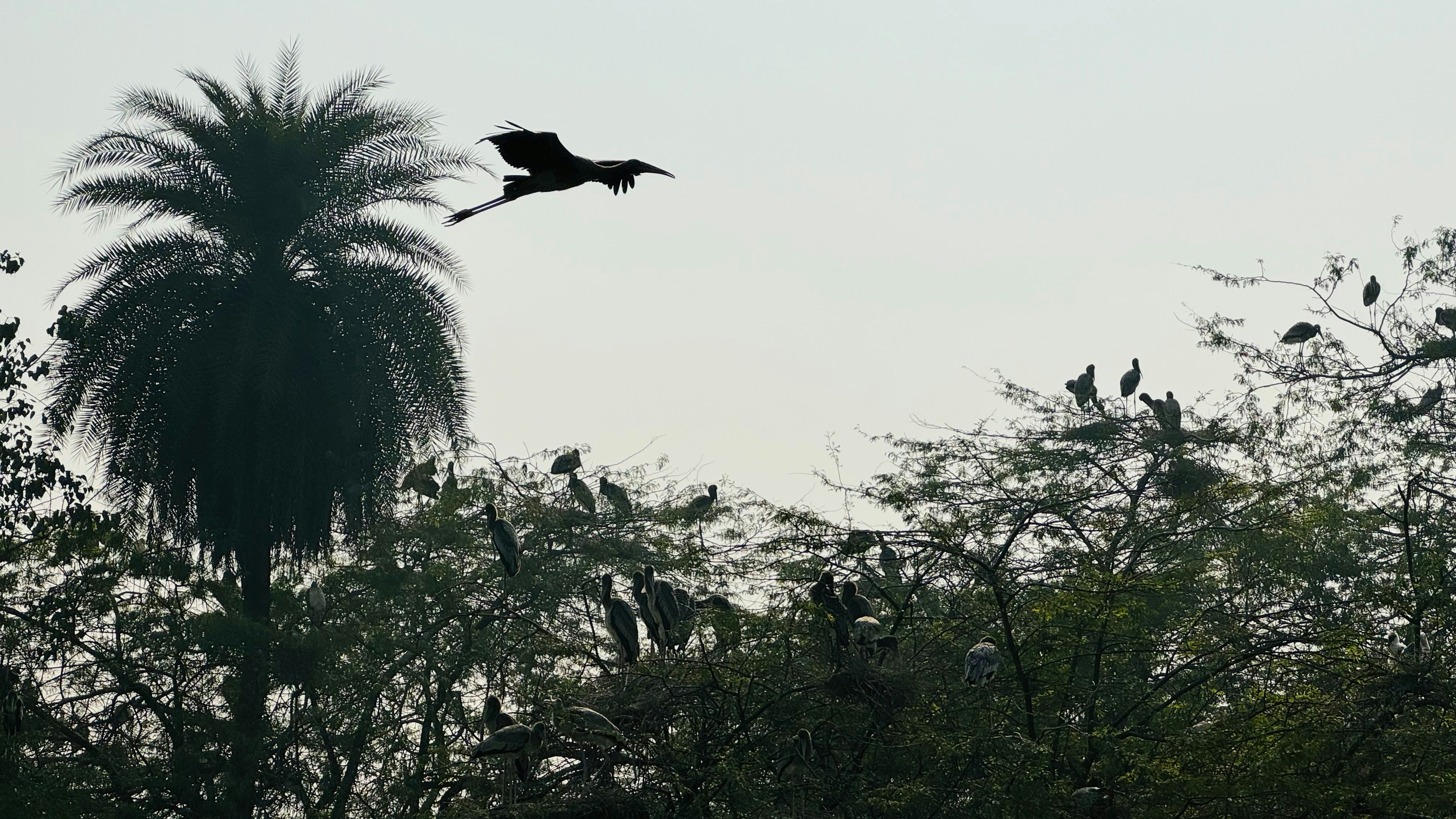 A lone flyer skims the treetop chorus