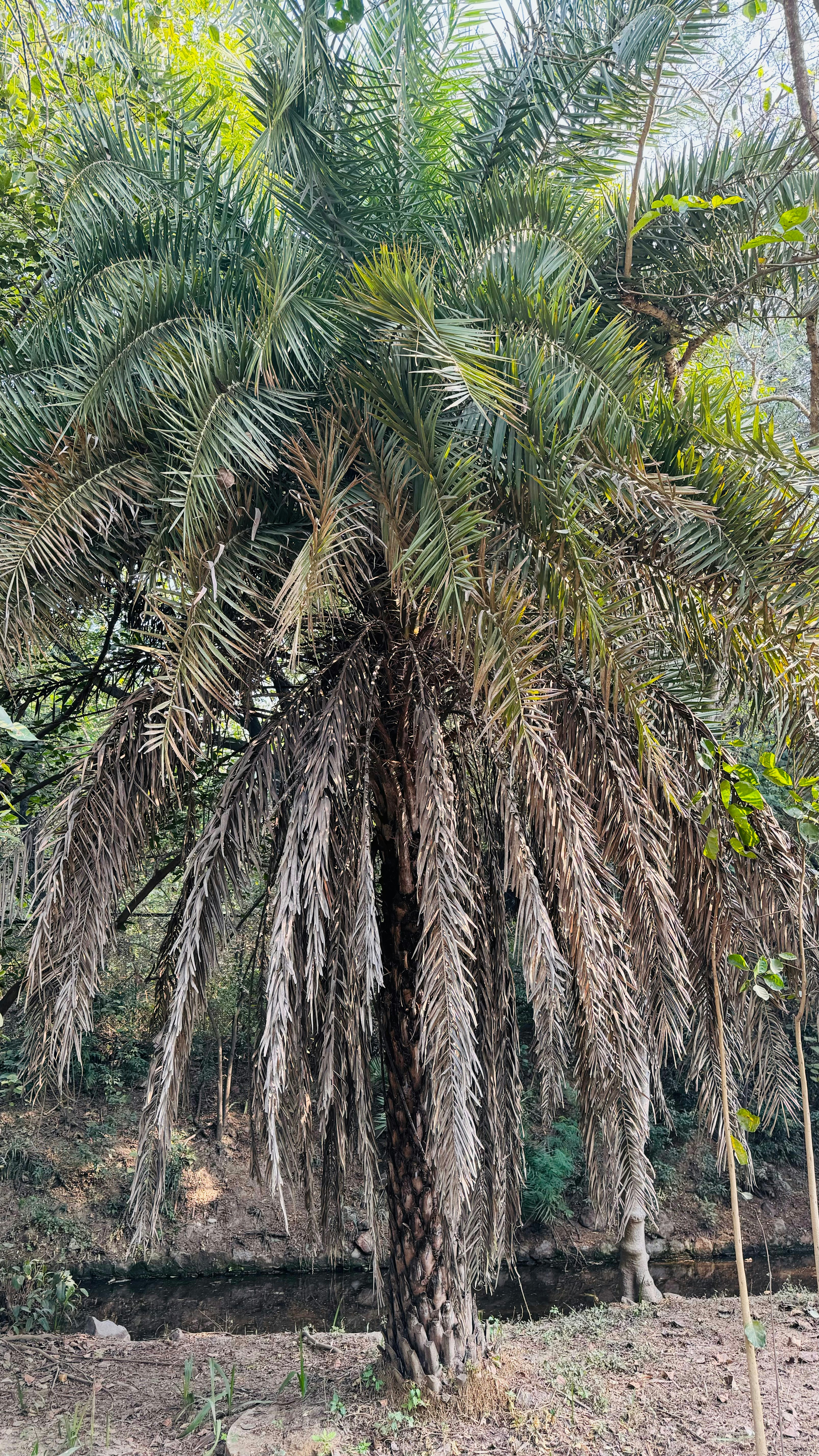 Riverside Palm: Fronds Draped Over a Tranquil Bank