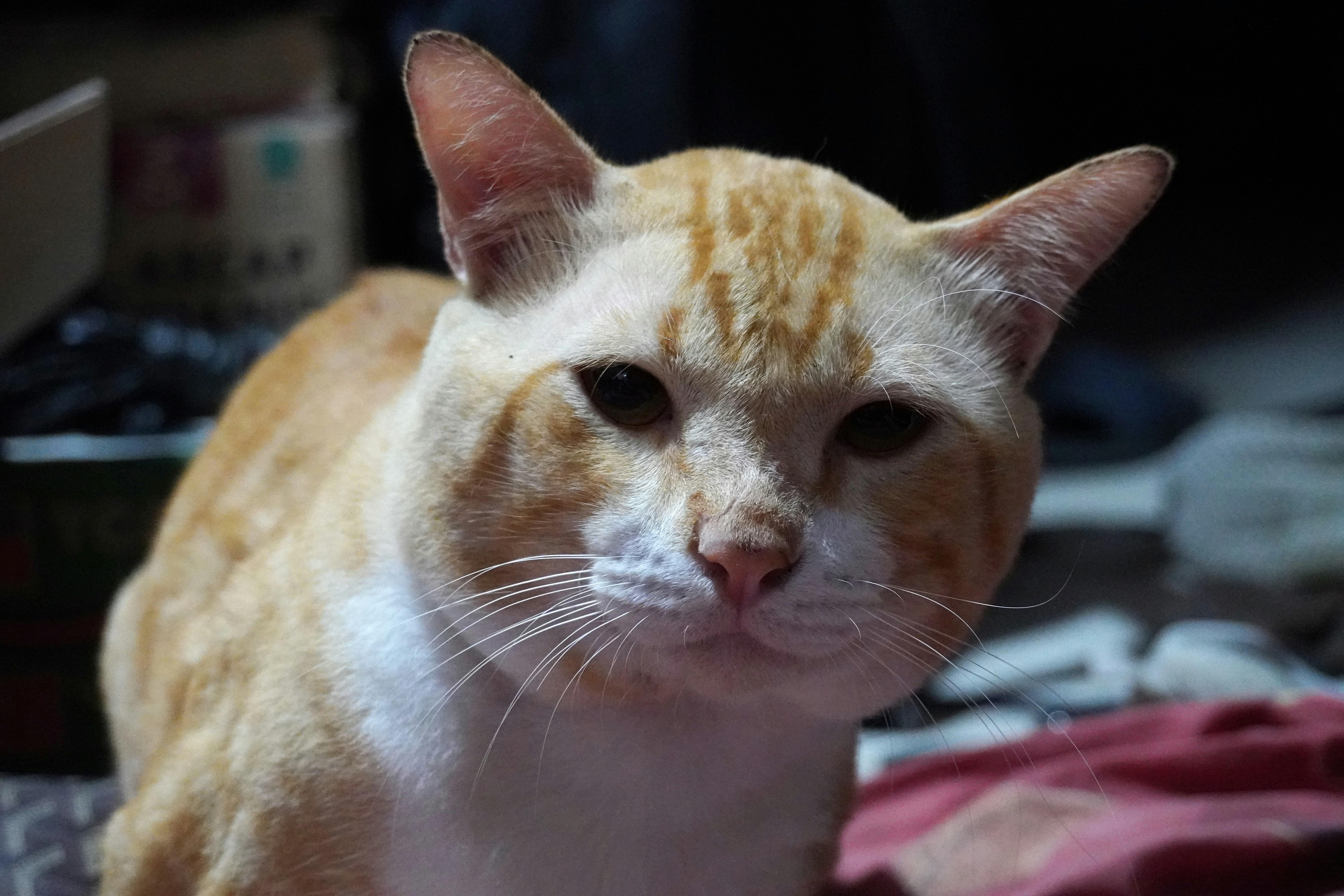 Close-up of an orange tabby cat with a thoughtful expression, surrounded by soft, blurred textures in the background.