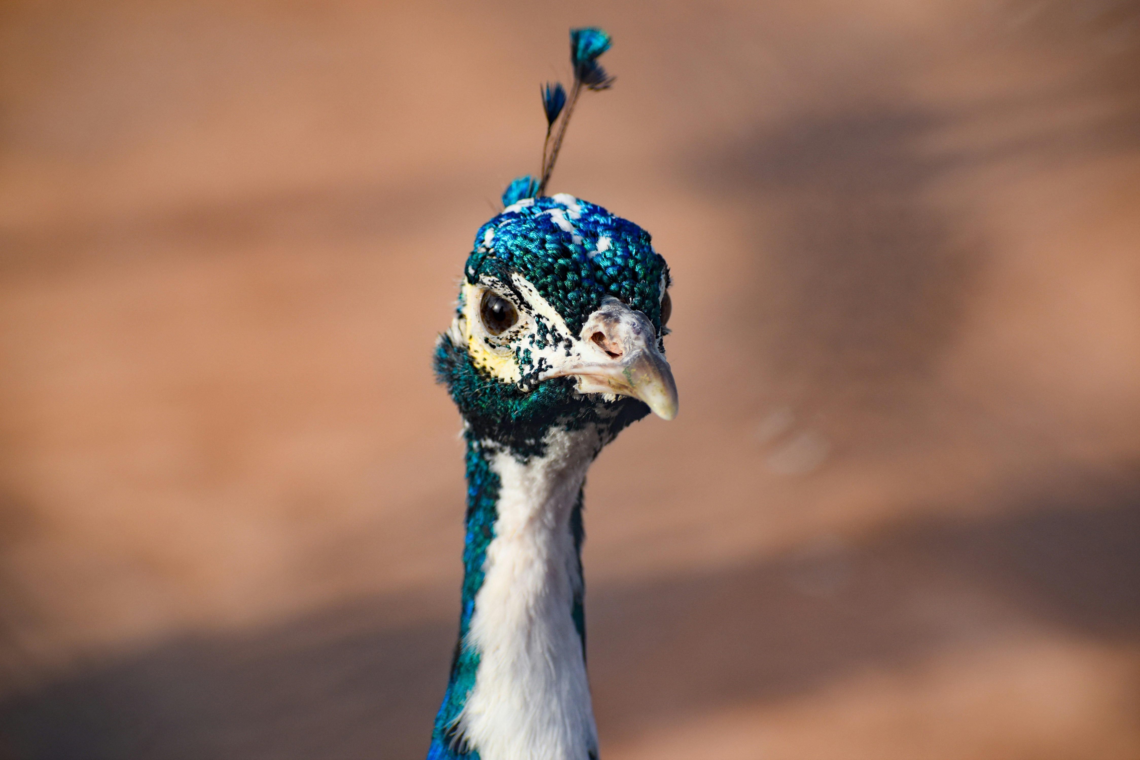 Iridescent Gaze: Close-Up Portrait of a Peacock's Crowned Head