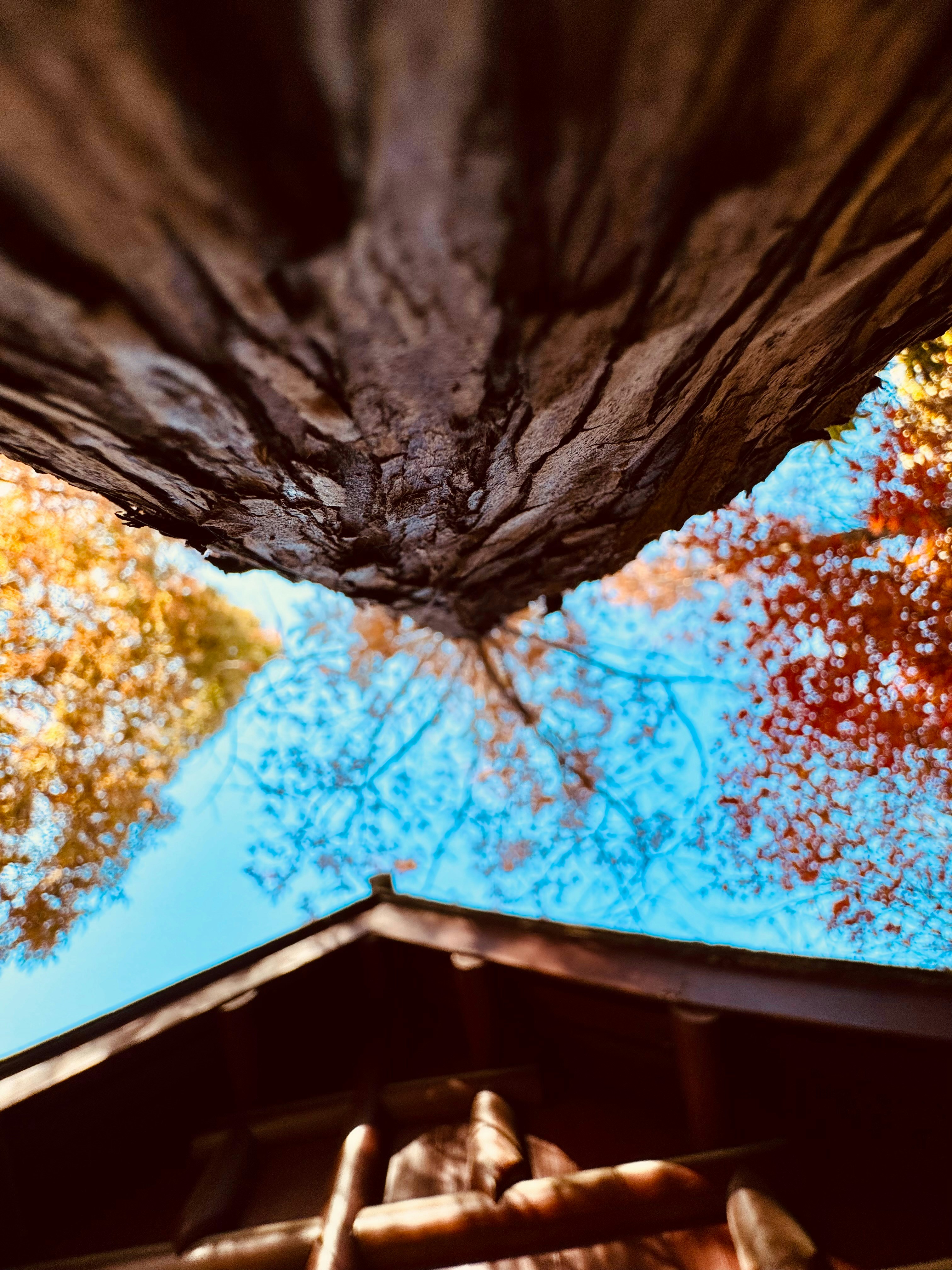 Tilted Skyward: A Textured Trunk Framing an Autumn Blue