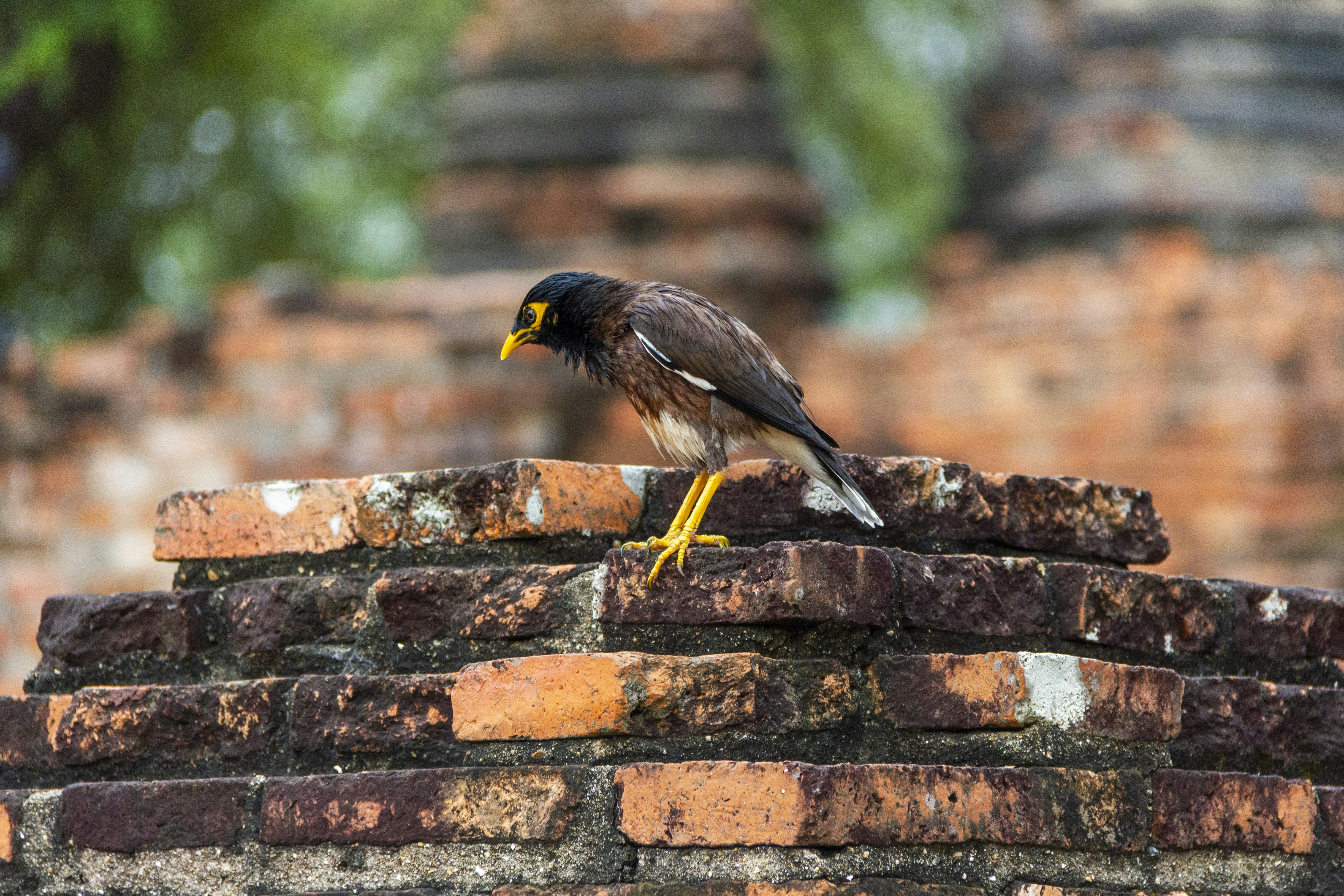 Myna bird perched on weathered brick wall with blurred greenery in the background.