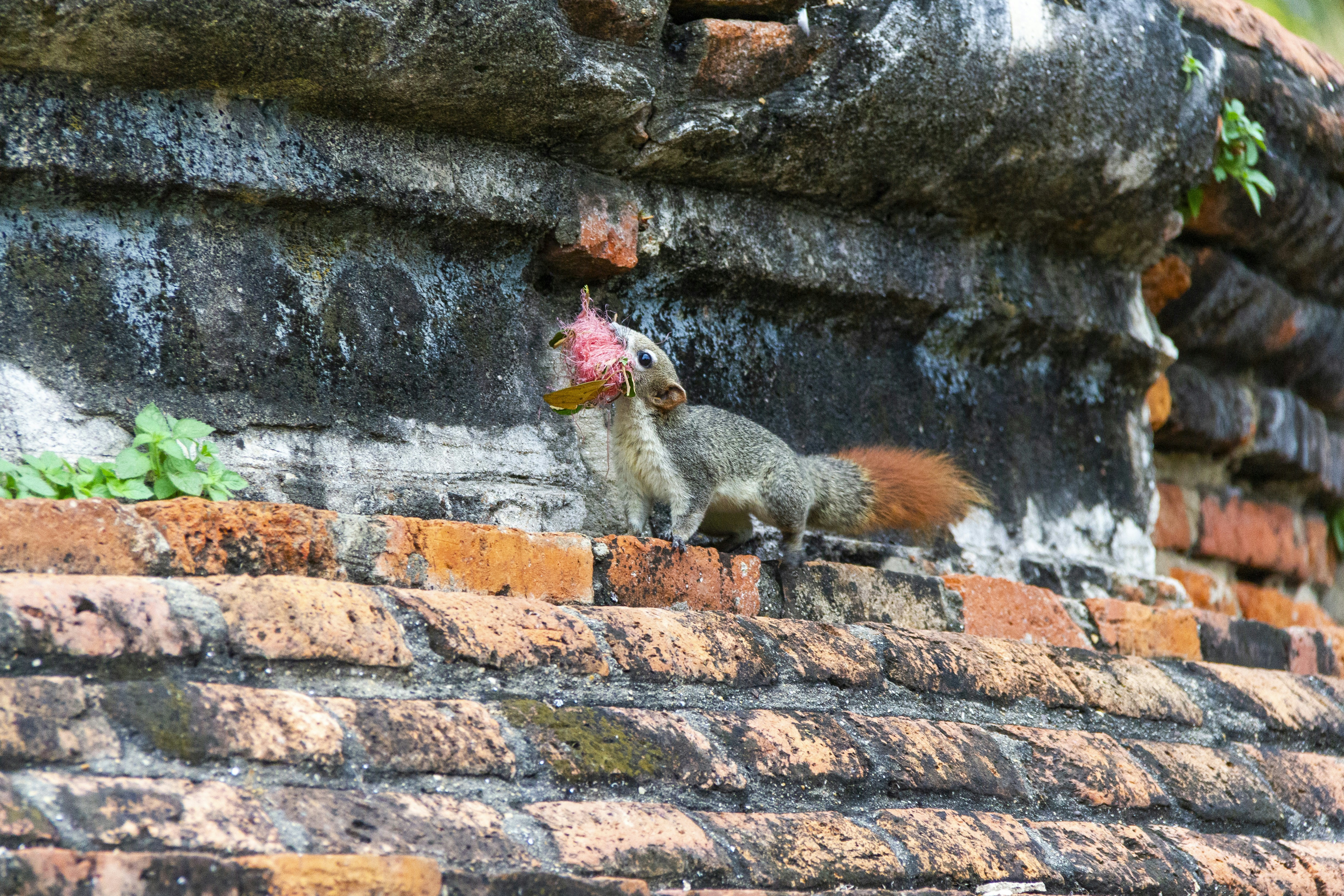 Nut-Gatherer on a Weathered Brick Ledge