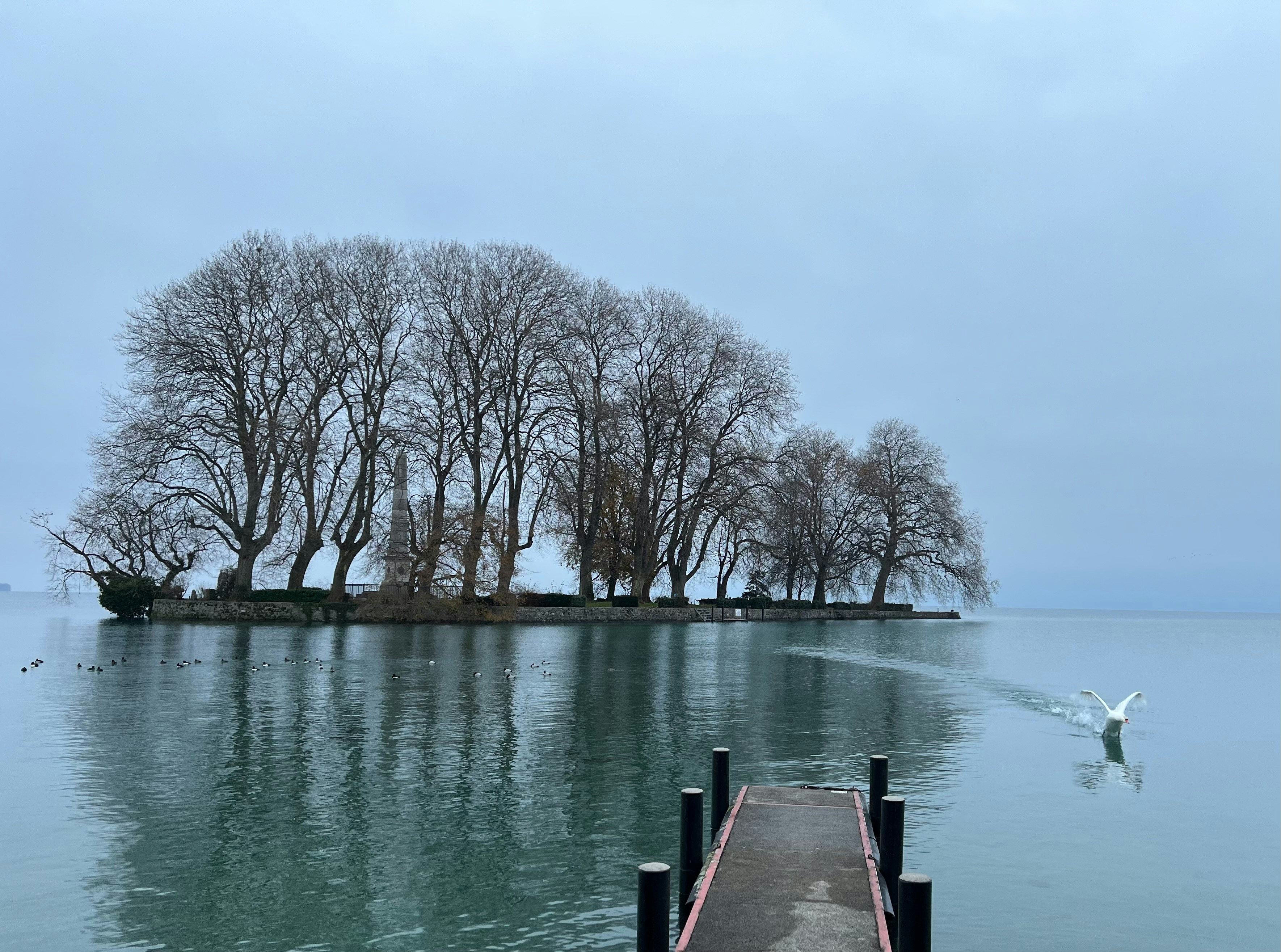 The Quiet Isle: Bare Trees Framing a Misty Lake