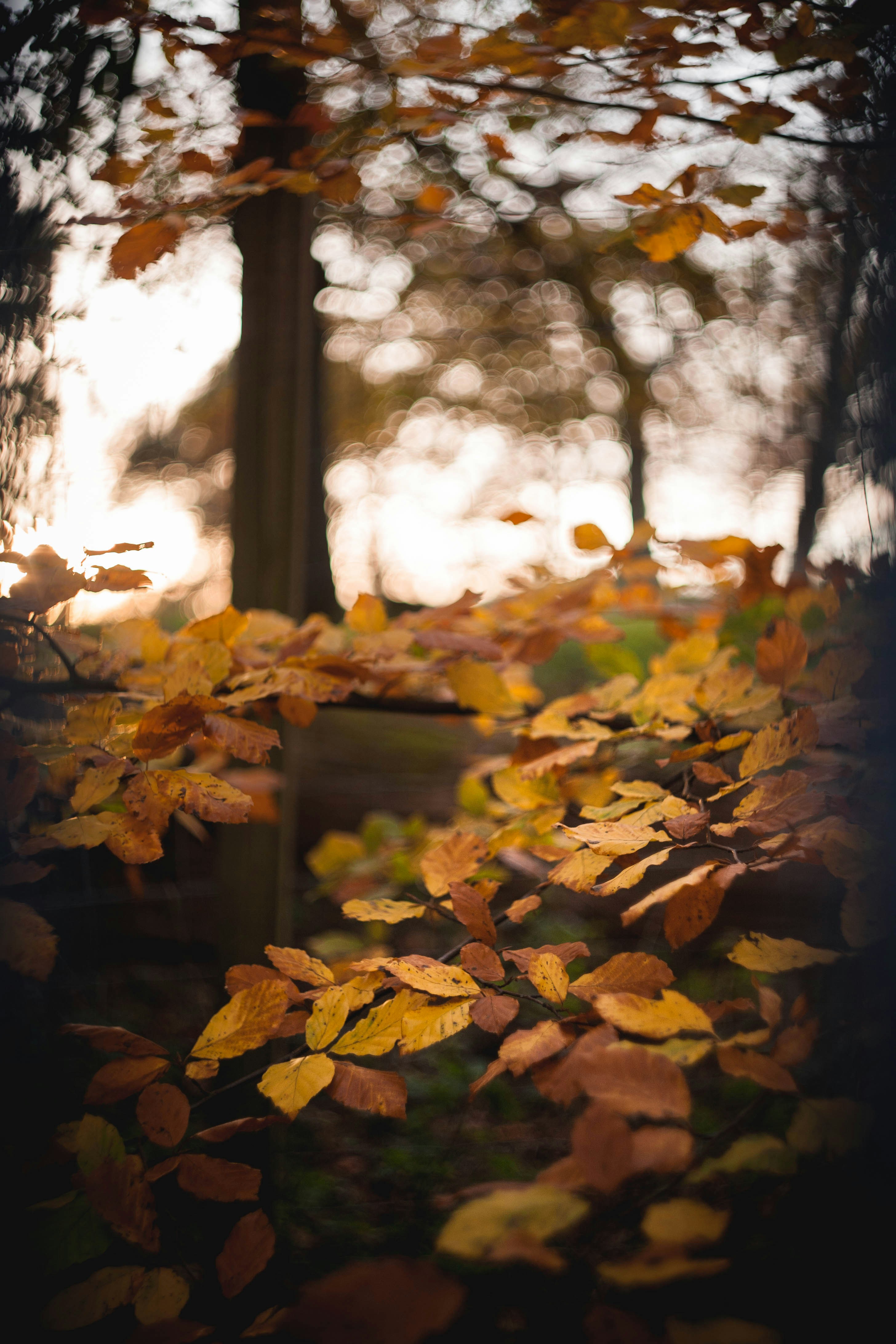30k+ Autumn Forest Pictures | Download Free Images on Unsplash